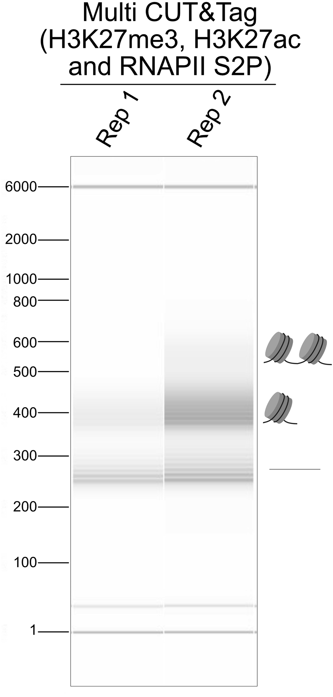 Cell Press: STAR Protocols
