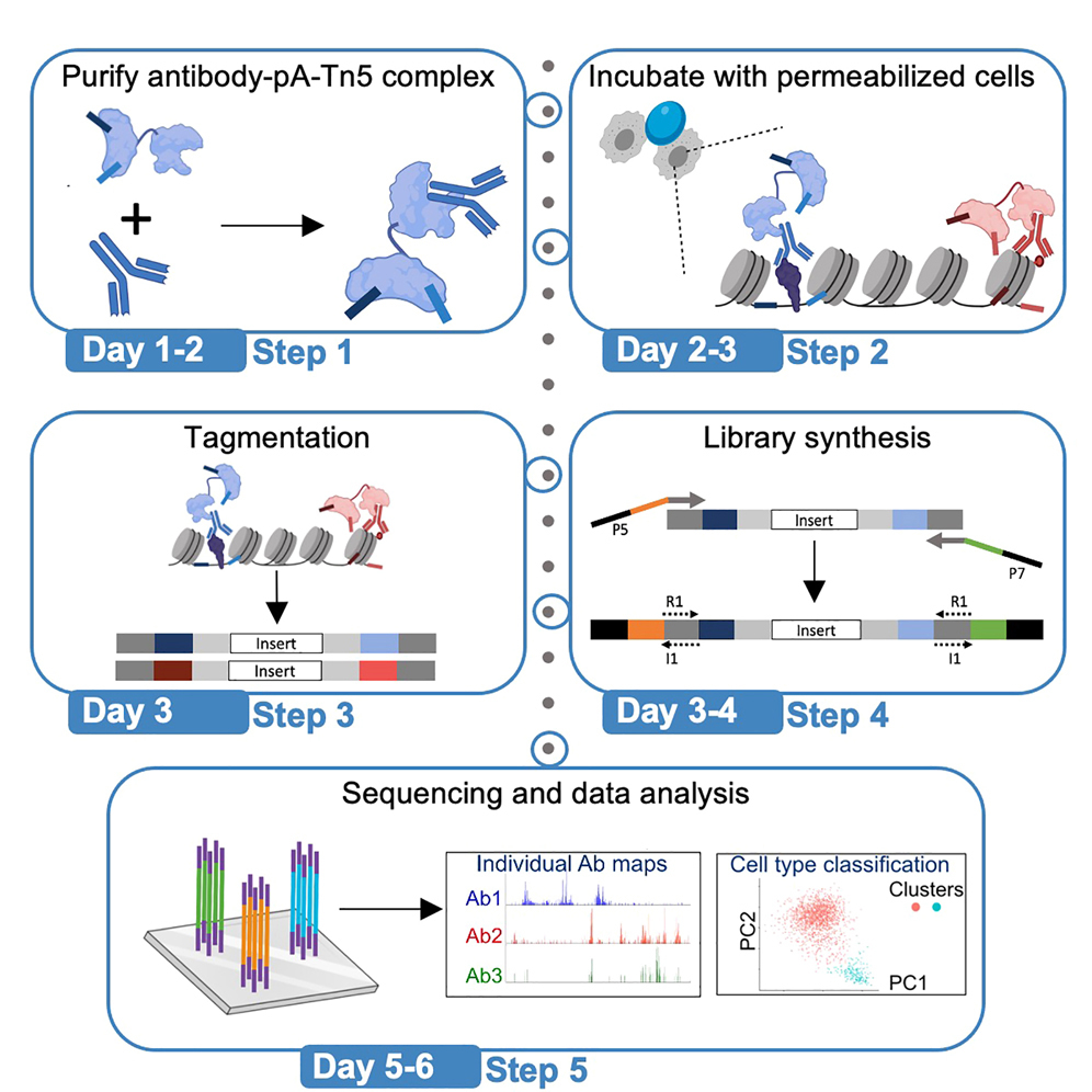 Cell Press: STAR Protocols
