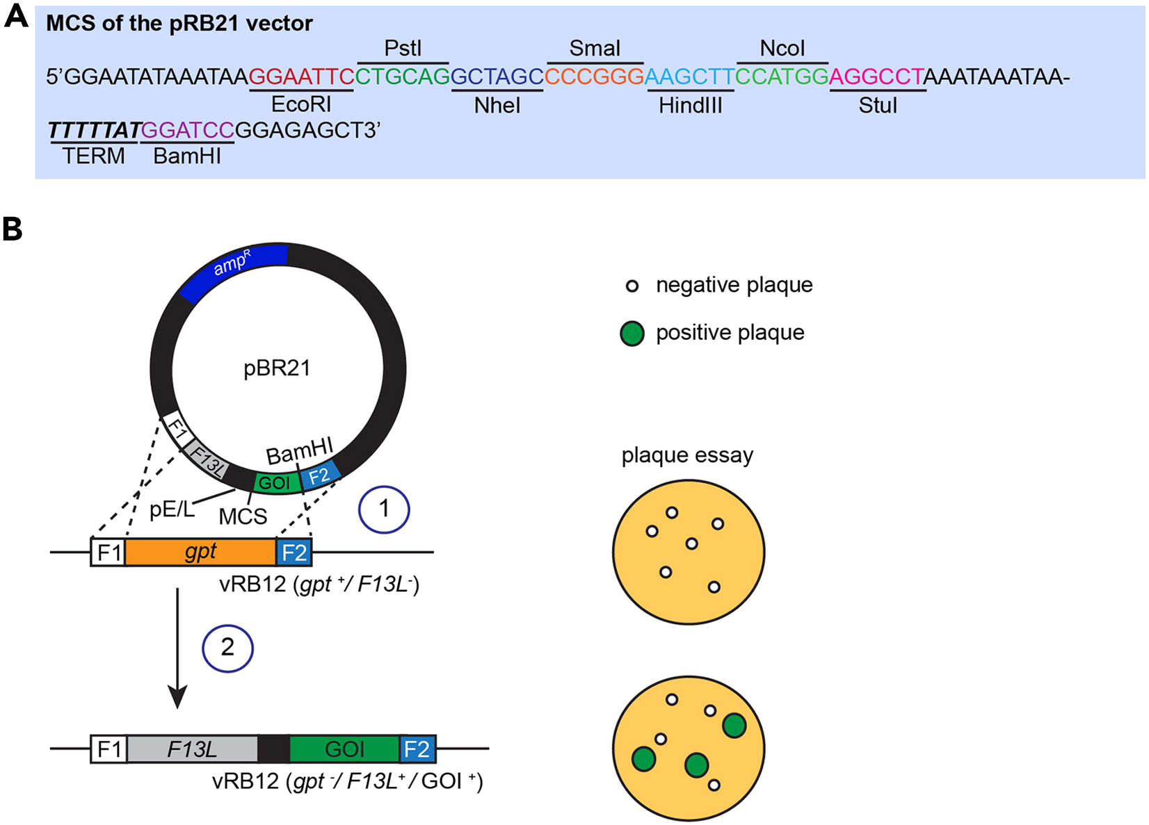 Cell Press: STAR Protocols