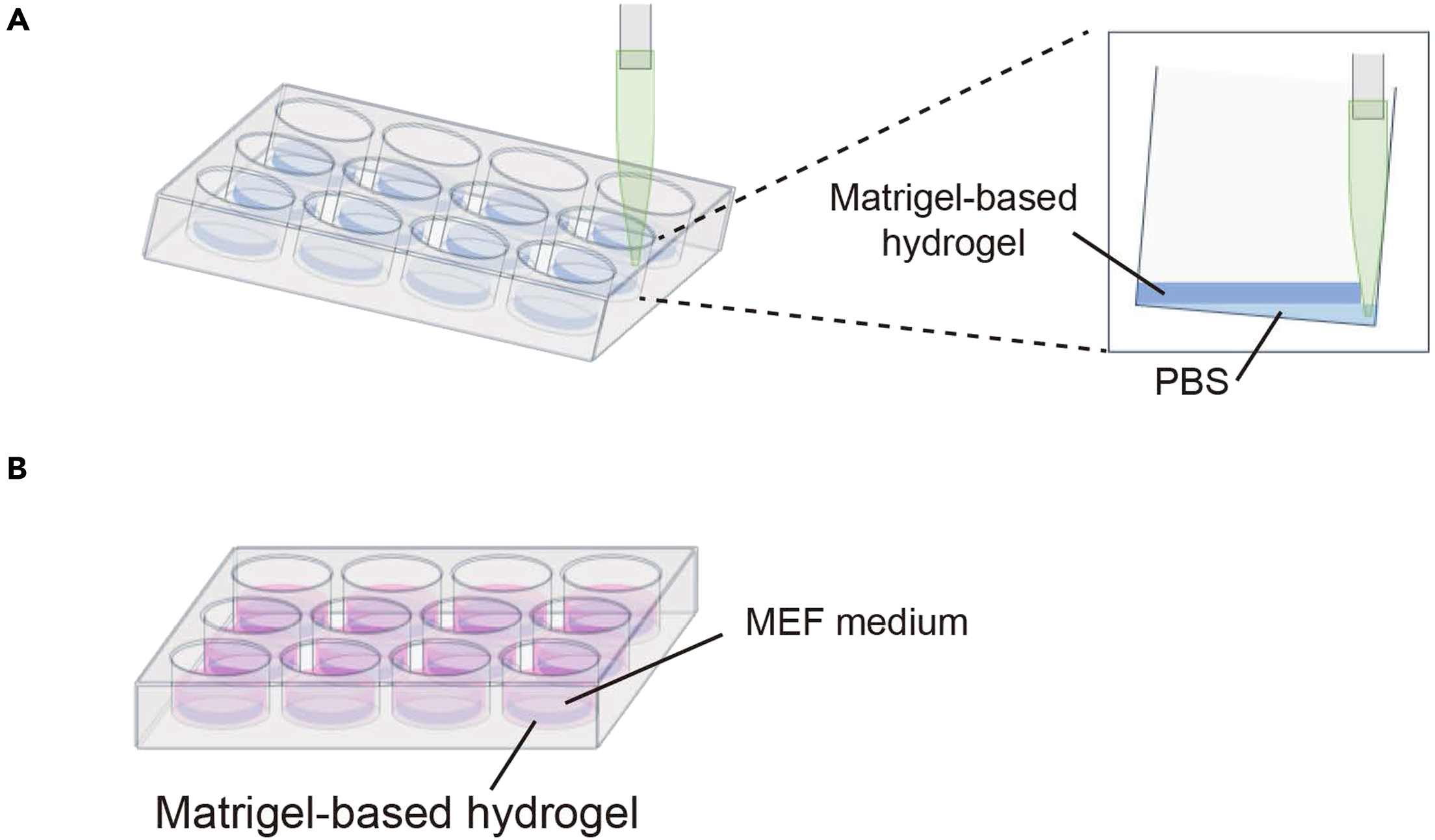 Cell Press: STAR Protocols