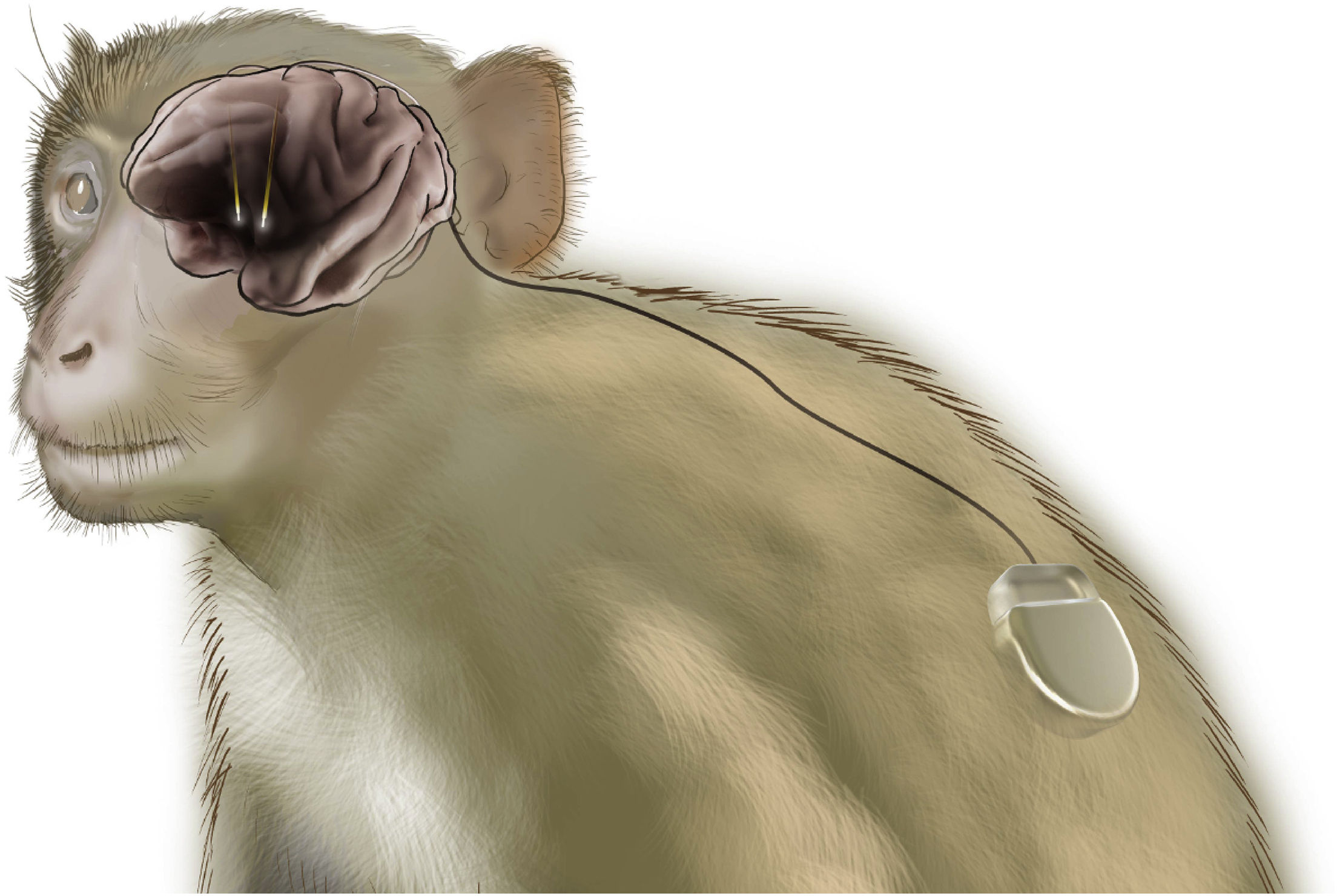 Cell Press: STAR Protocols