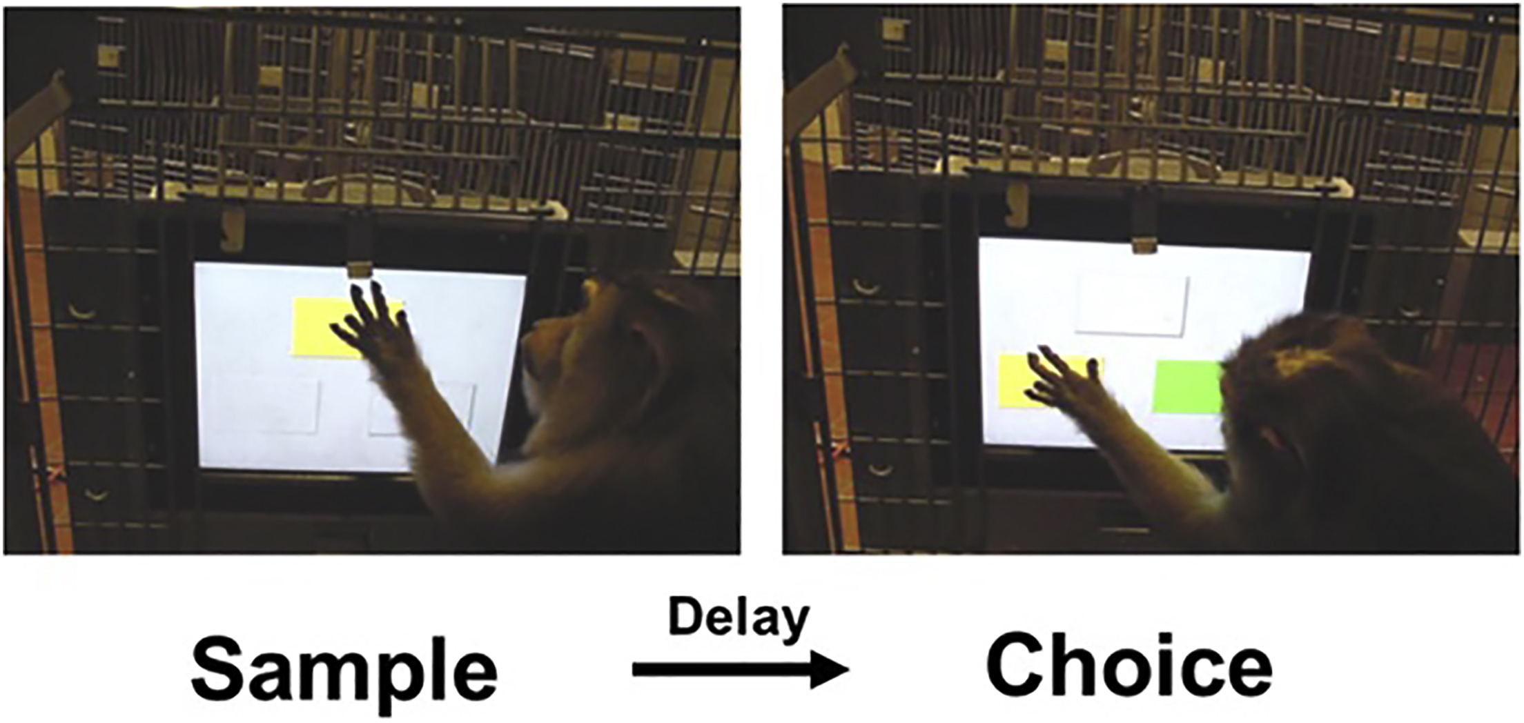 Cell Press: STAR Protocols