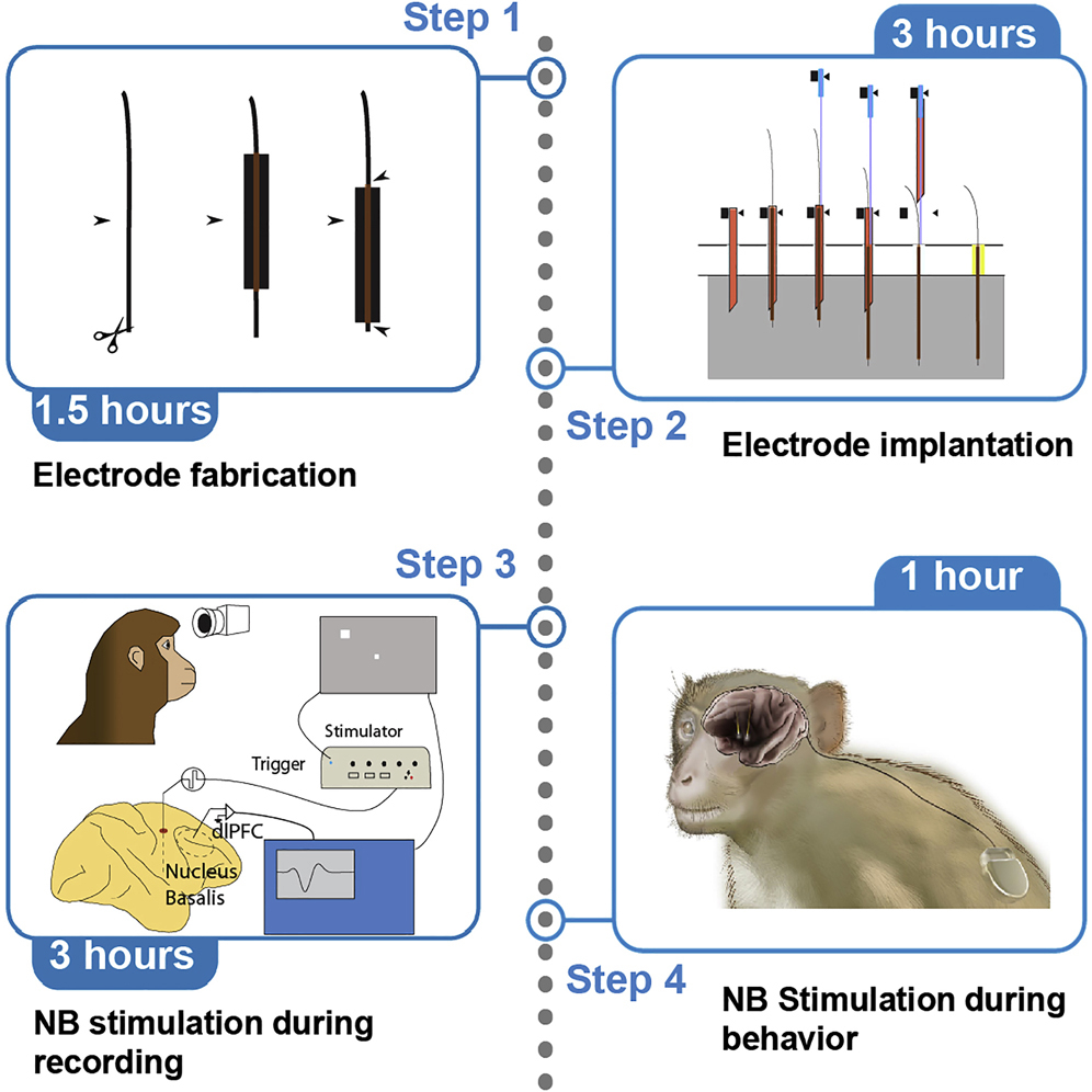 Cell Press: STAR Protocols