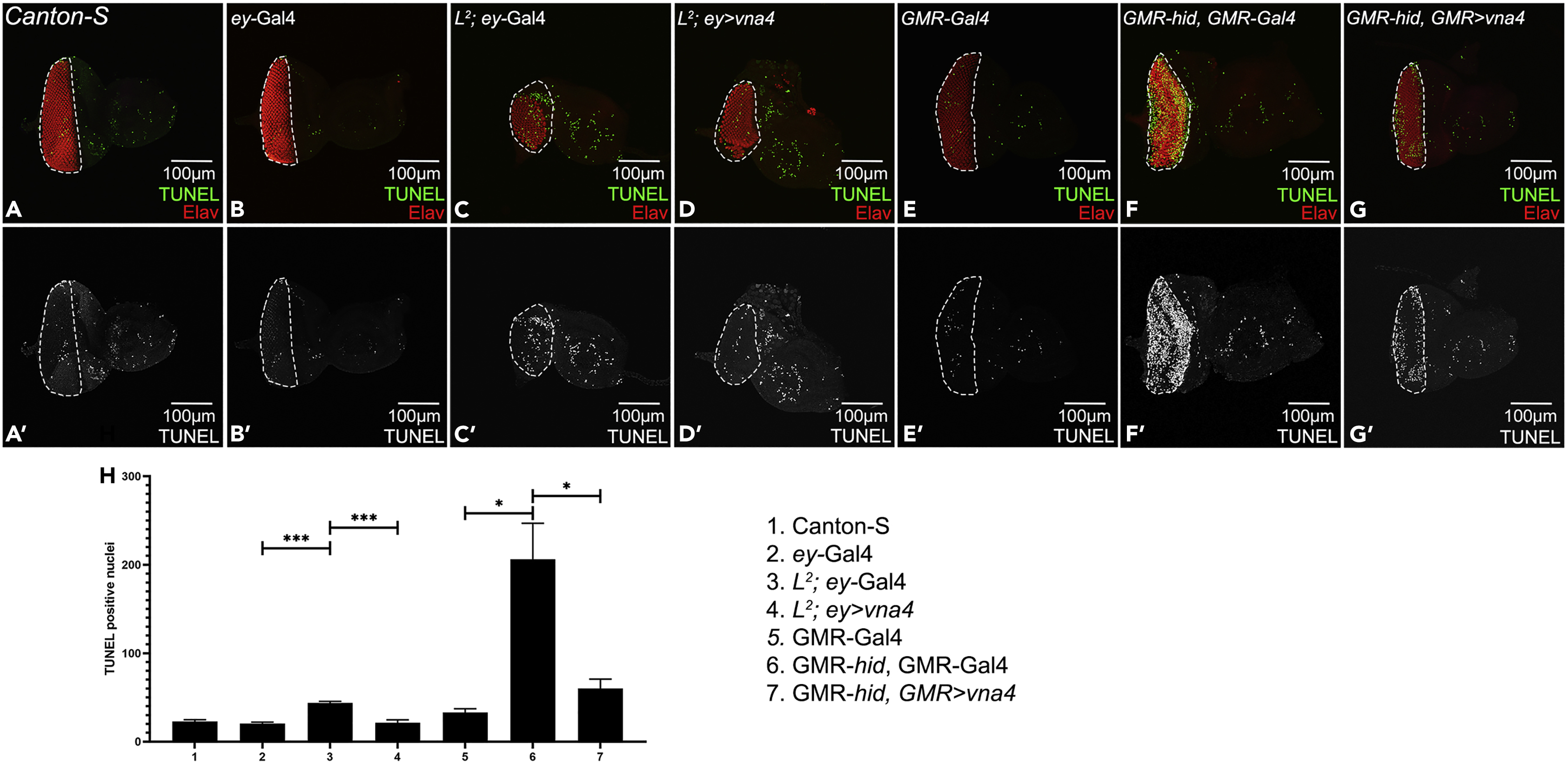 Cell Press: STAR Protocols