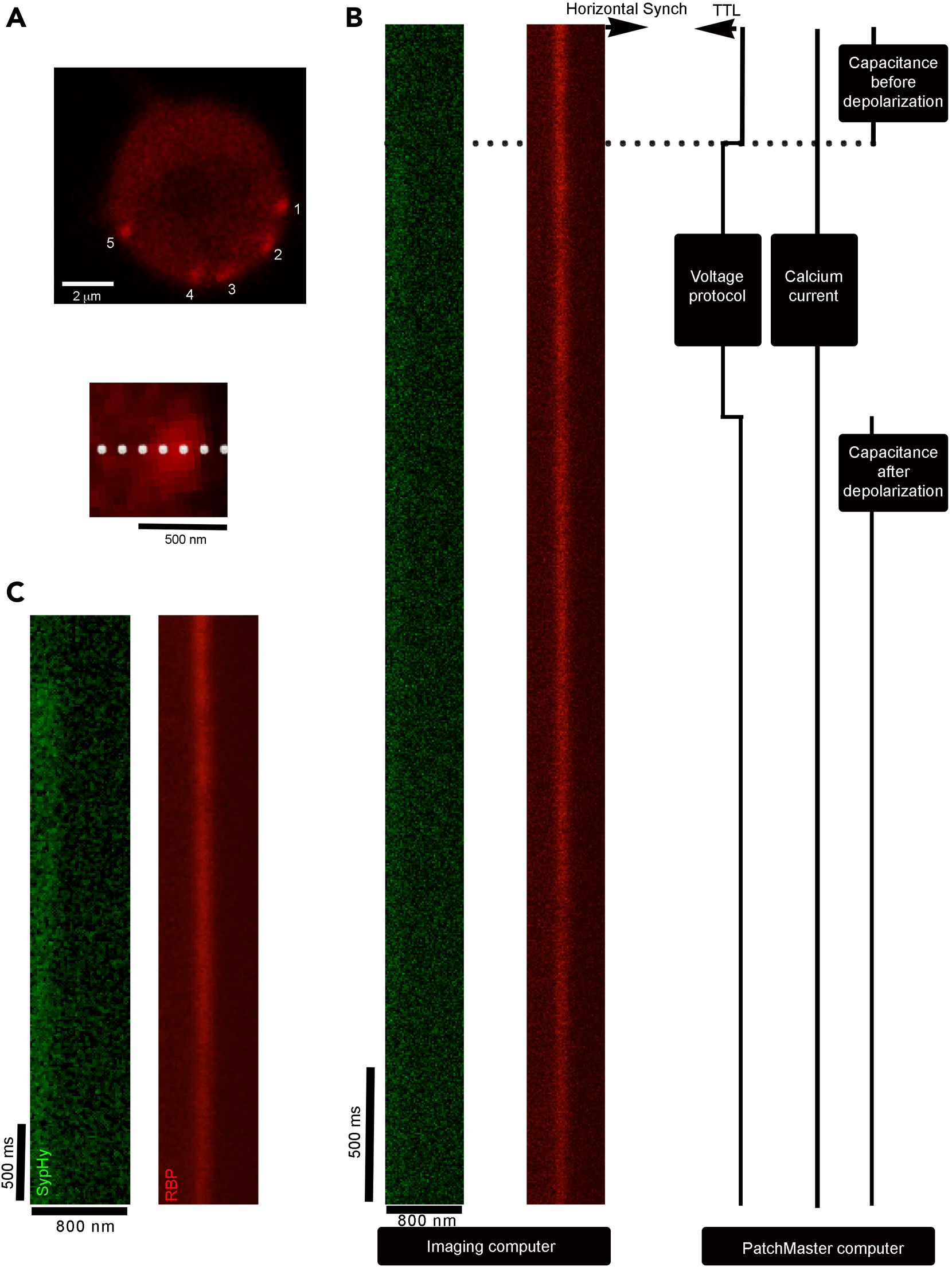 Cell Press: STAR Protocols