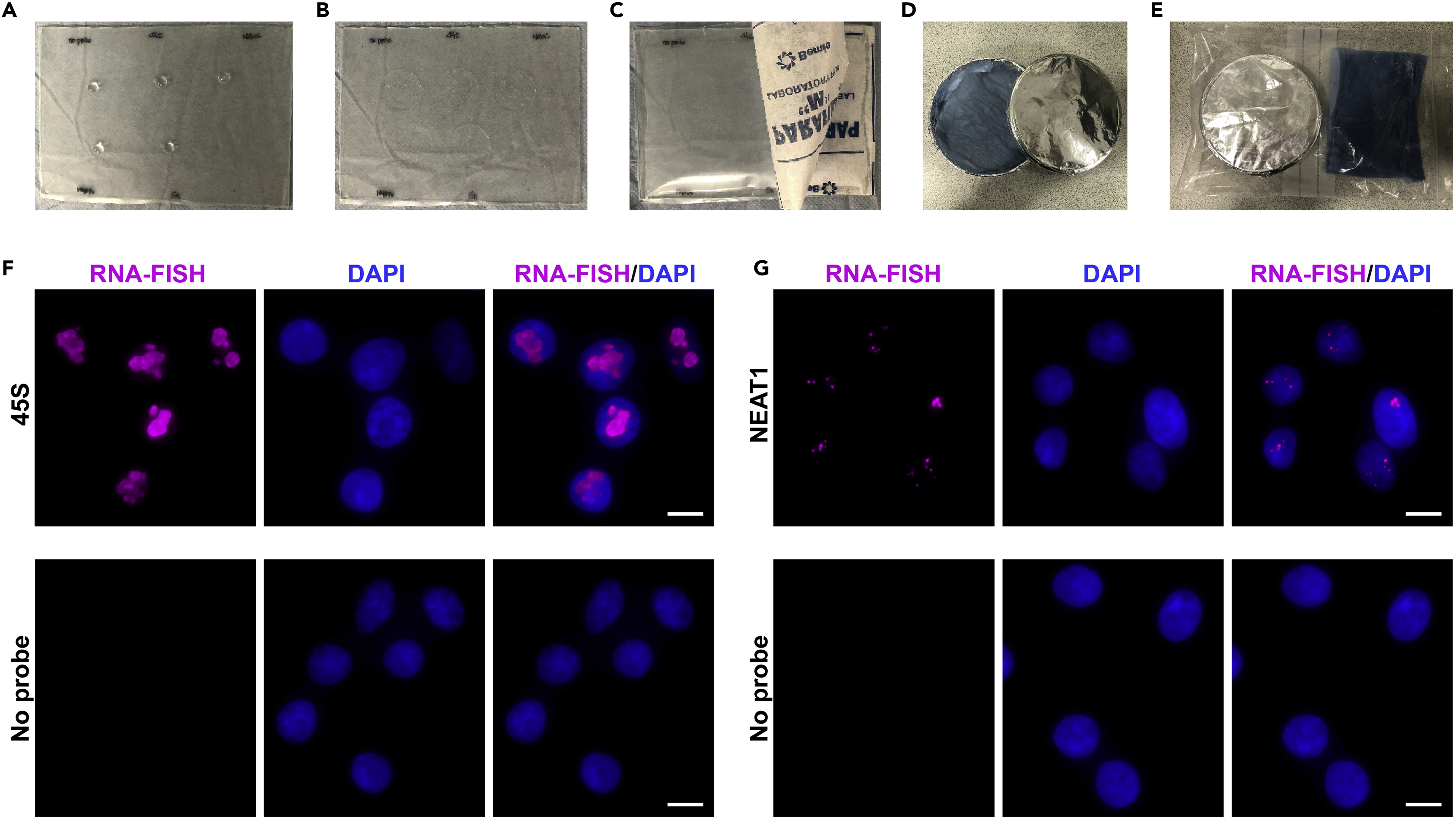 Cell Press: STAR Protocols