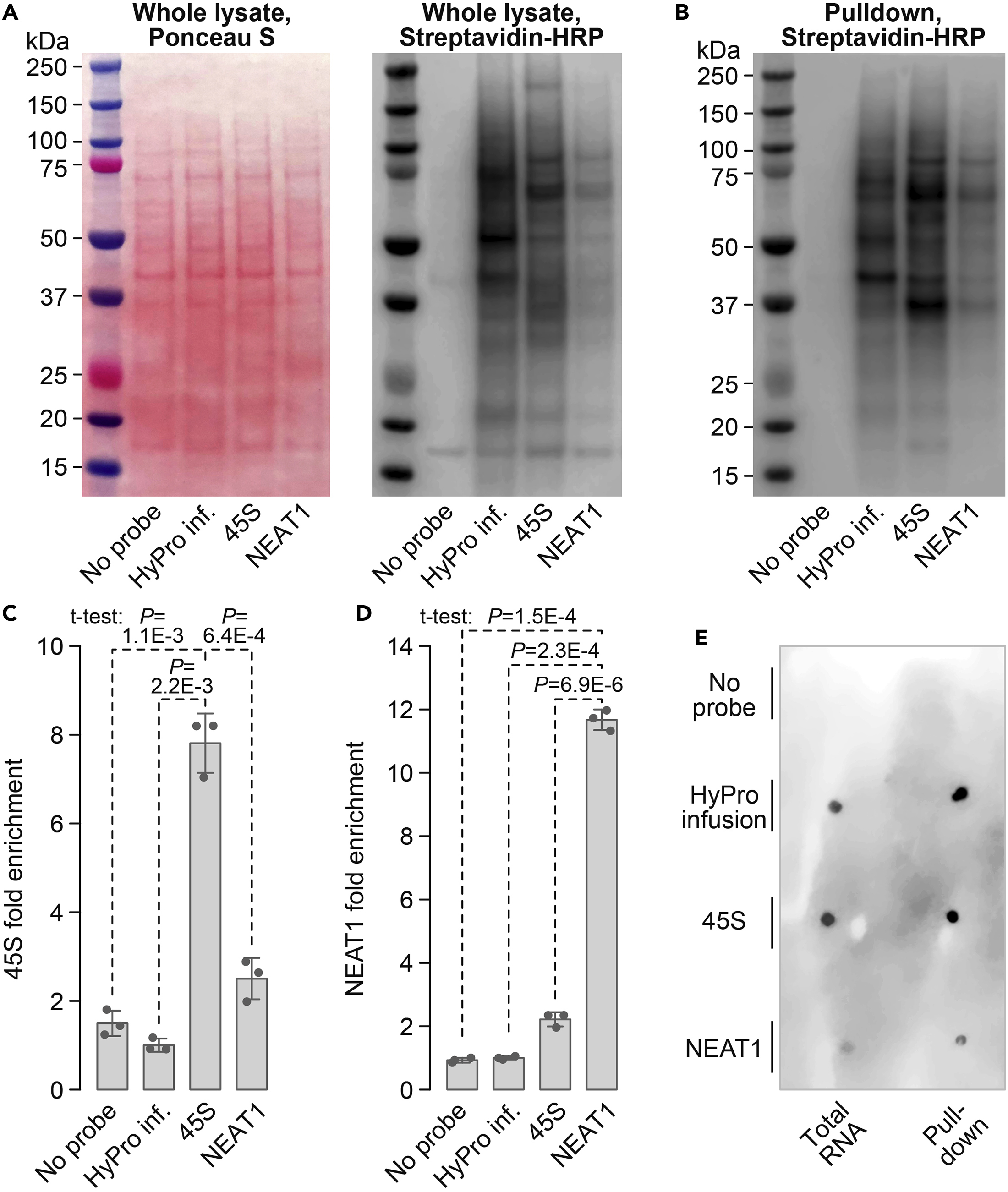 Cell Press: STAR Protocols