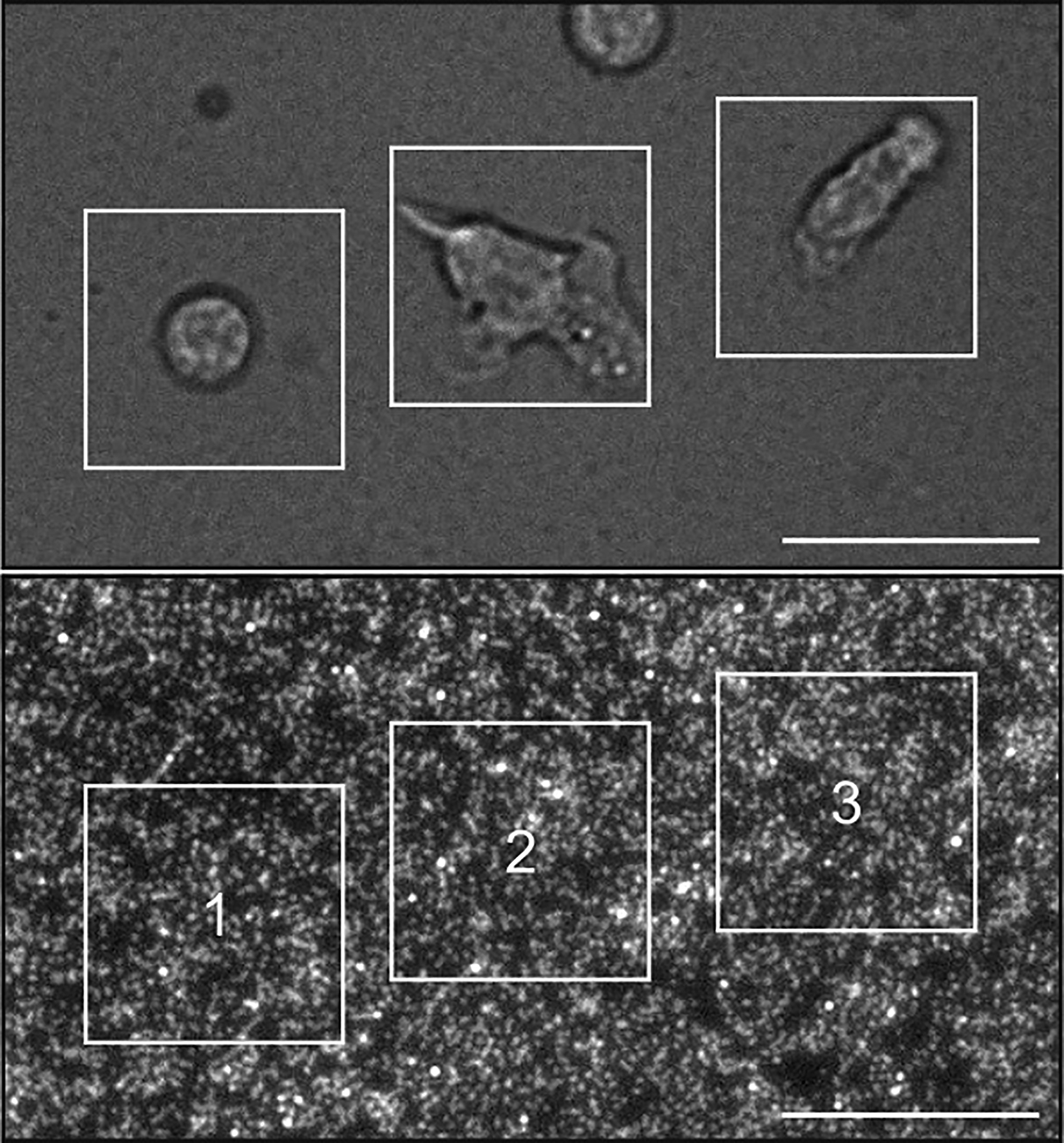 Cell Press: STAR Protocols