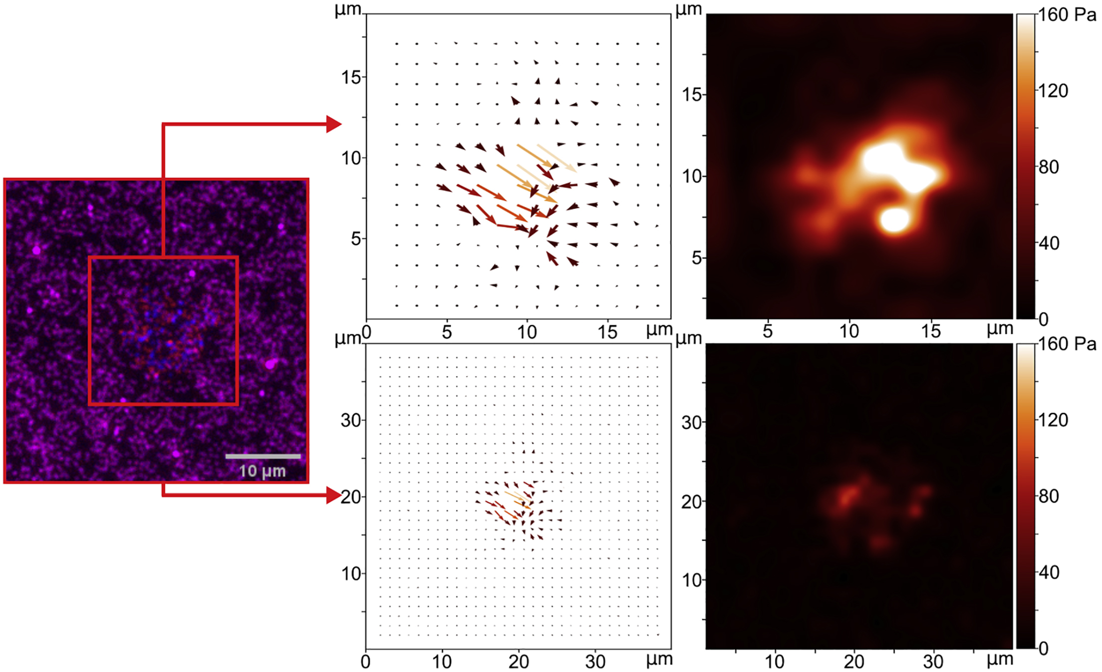 Cell Press: STAR Protocols