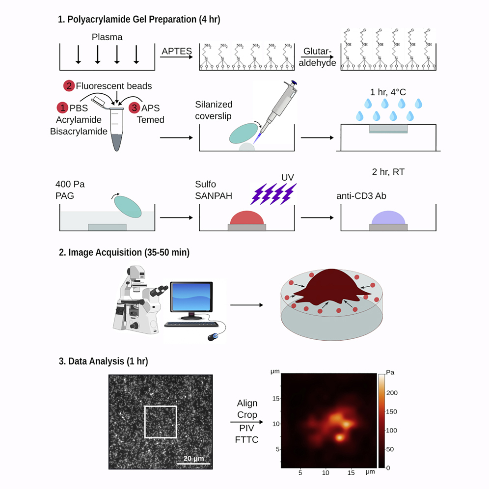 Cell Press: STAR Protocols