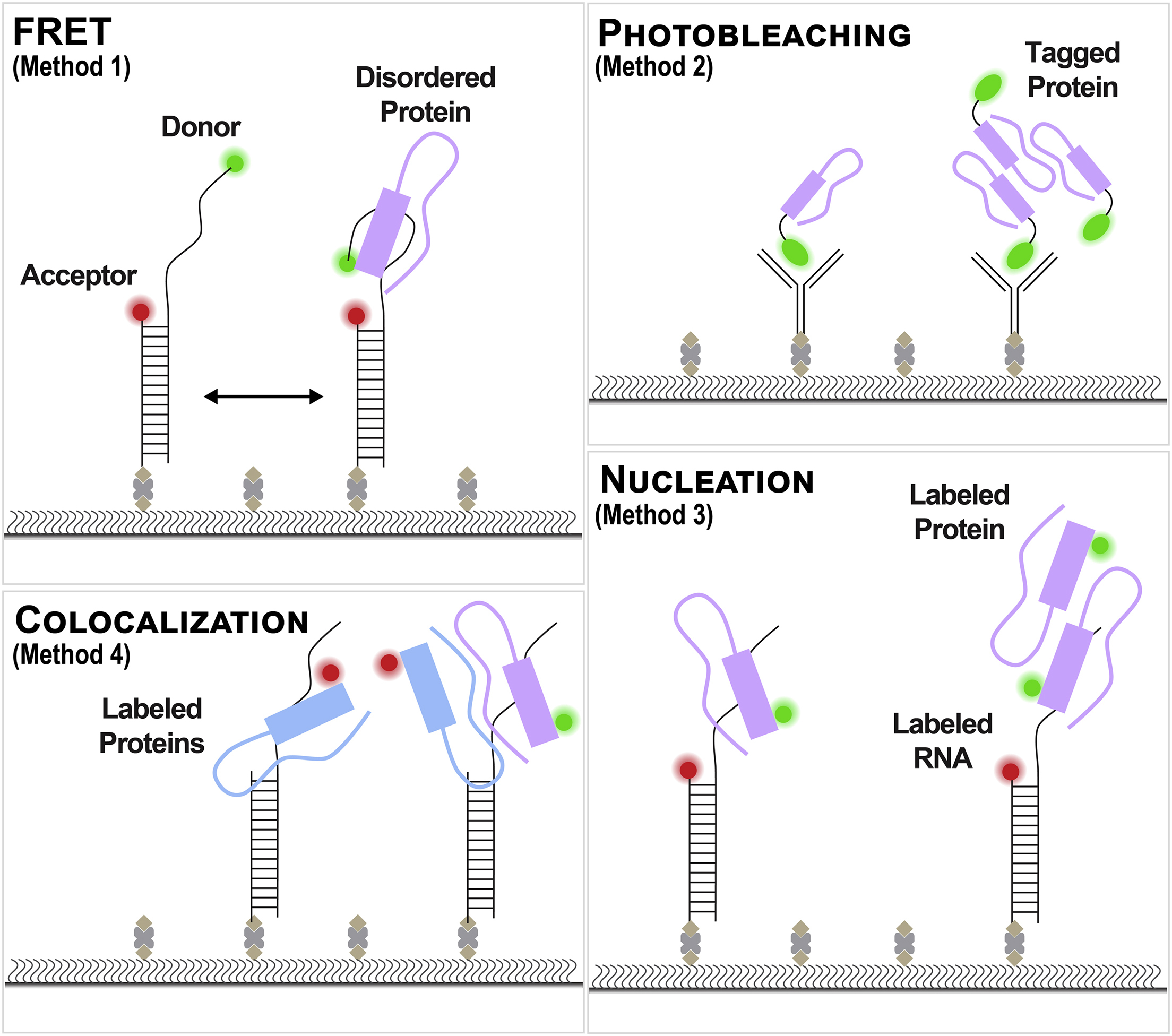 Cell Press: STAR Protocols