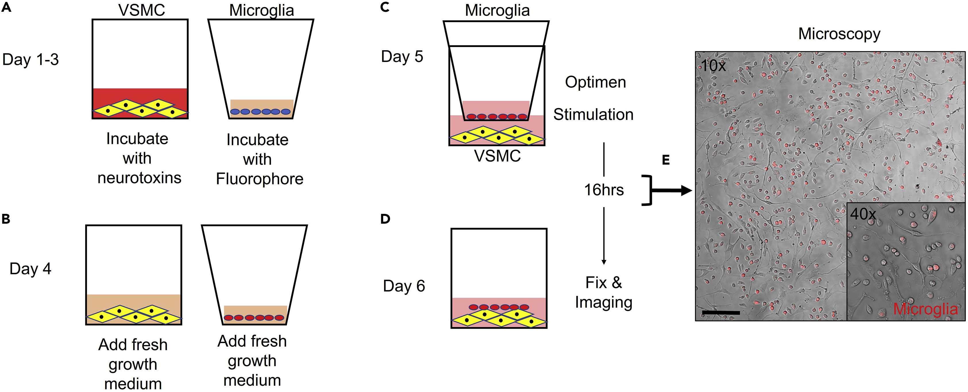 Cell Press: STAR Protocols