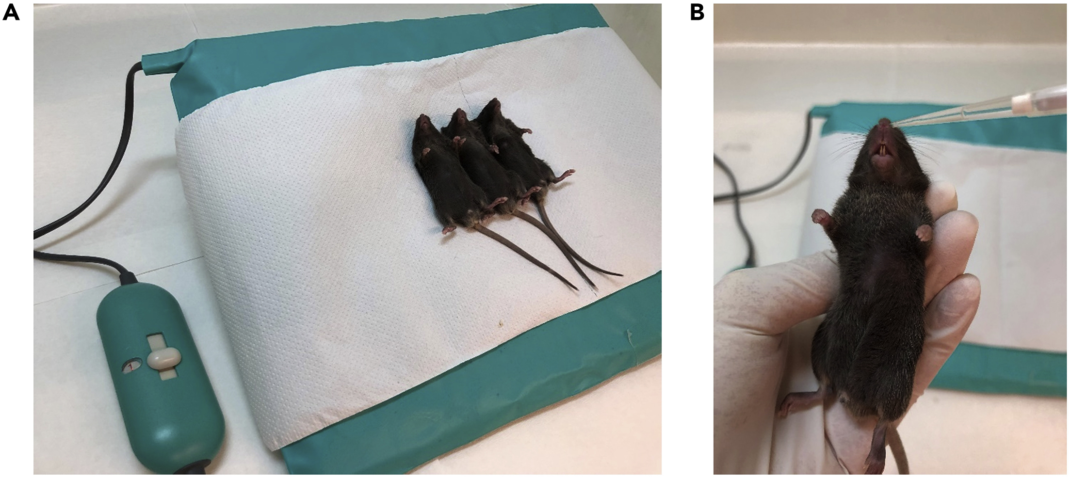 Cell Press: STAR Protocols