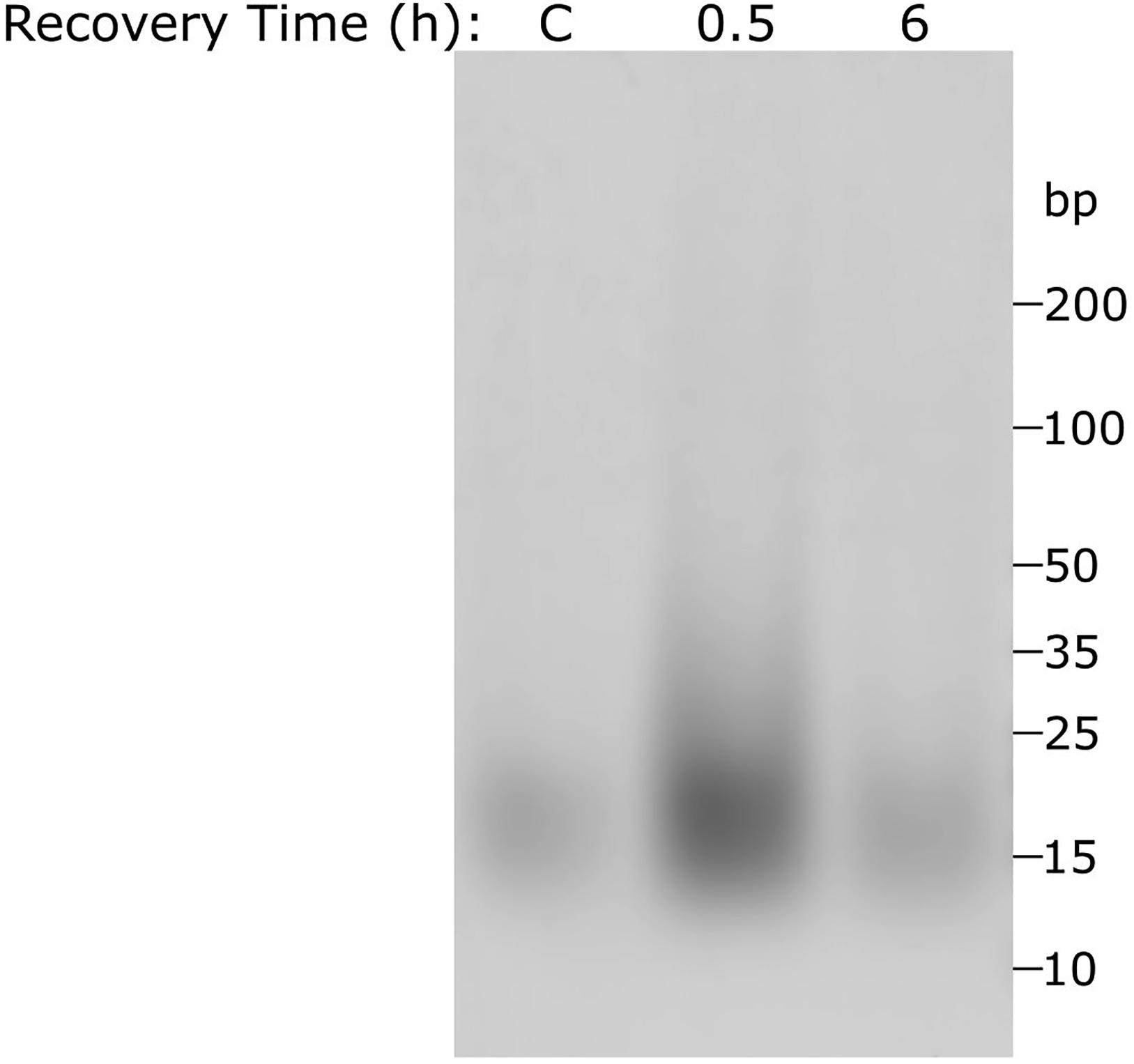 Cell Press: STAR Protocols