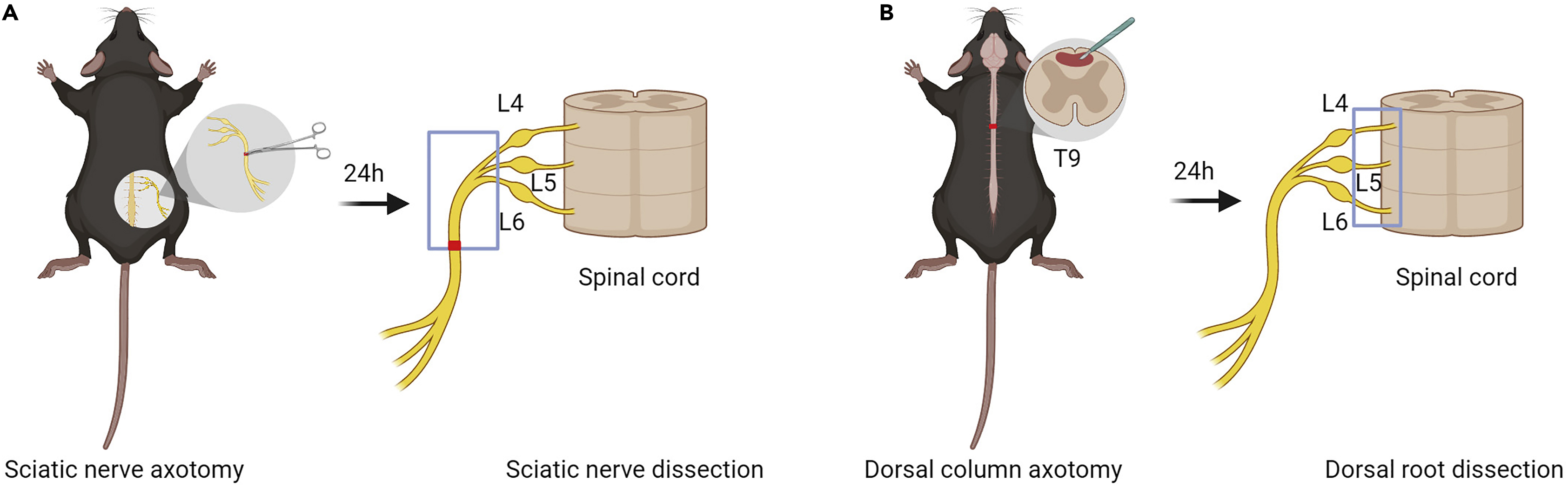 Cell Press: STAR Protocols