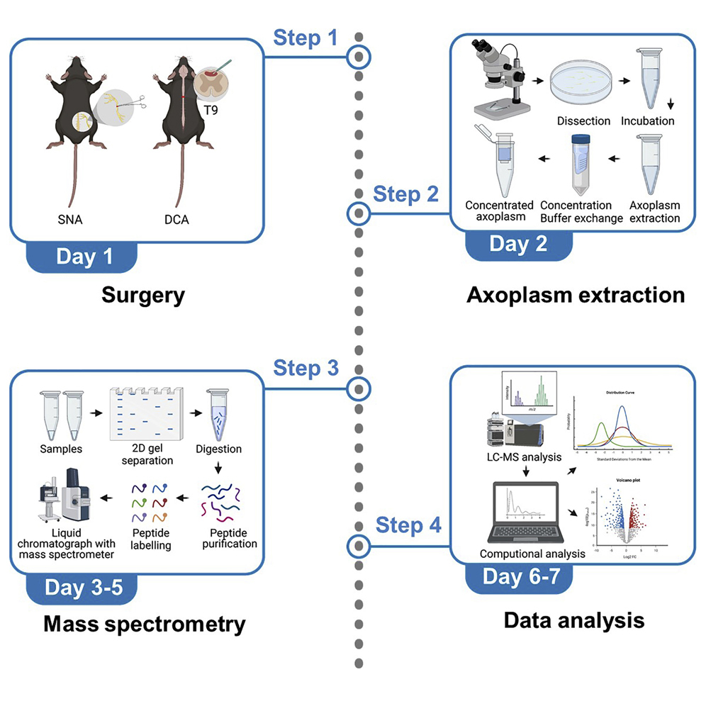 Cell Press: STAR Protocols