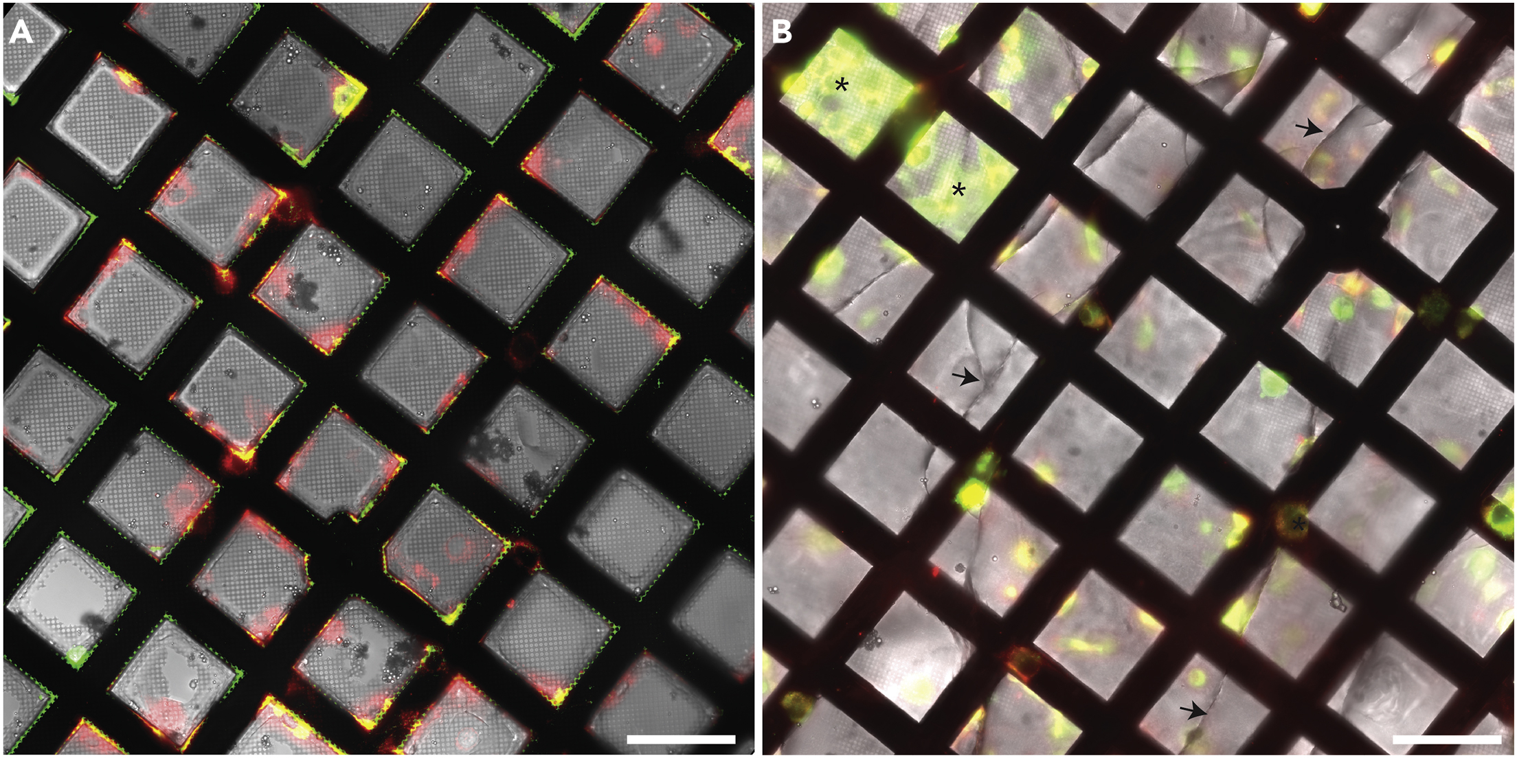 Cell Press: STAR Protocols
