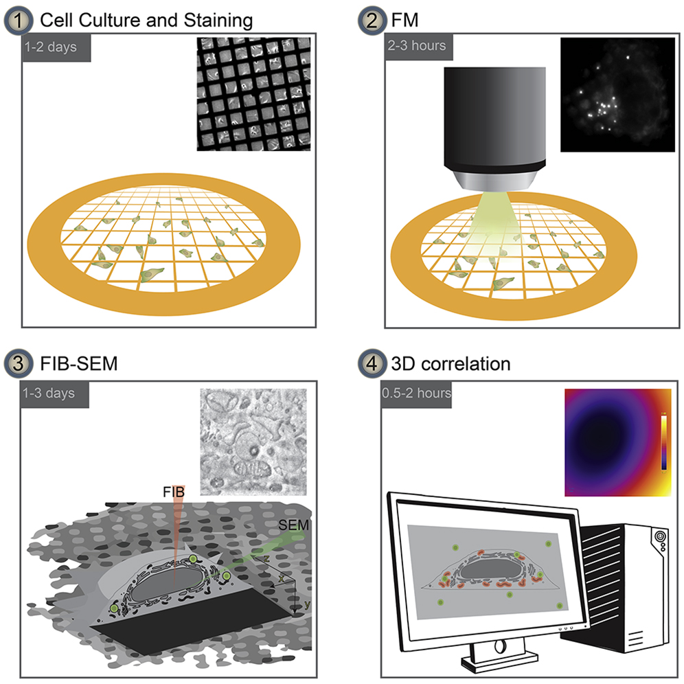 Cell Press: STAR Protocols