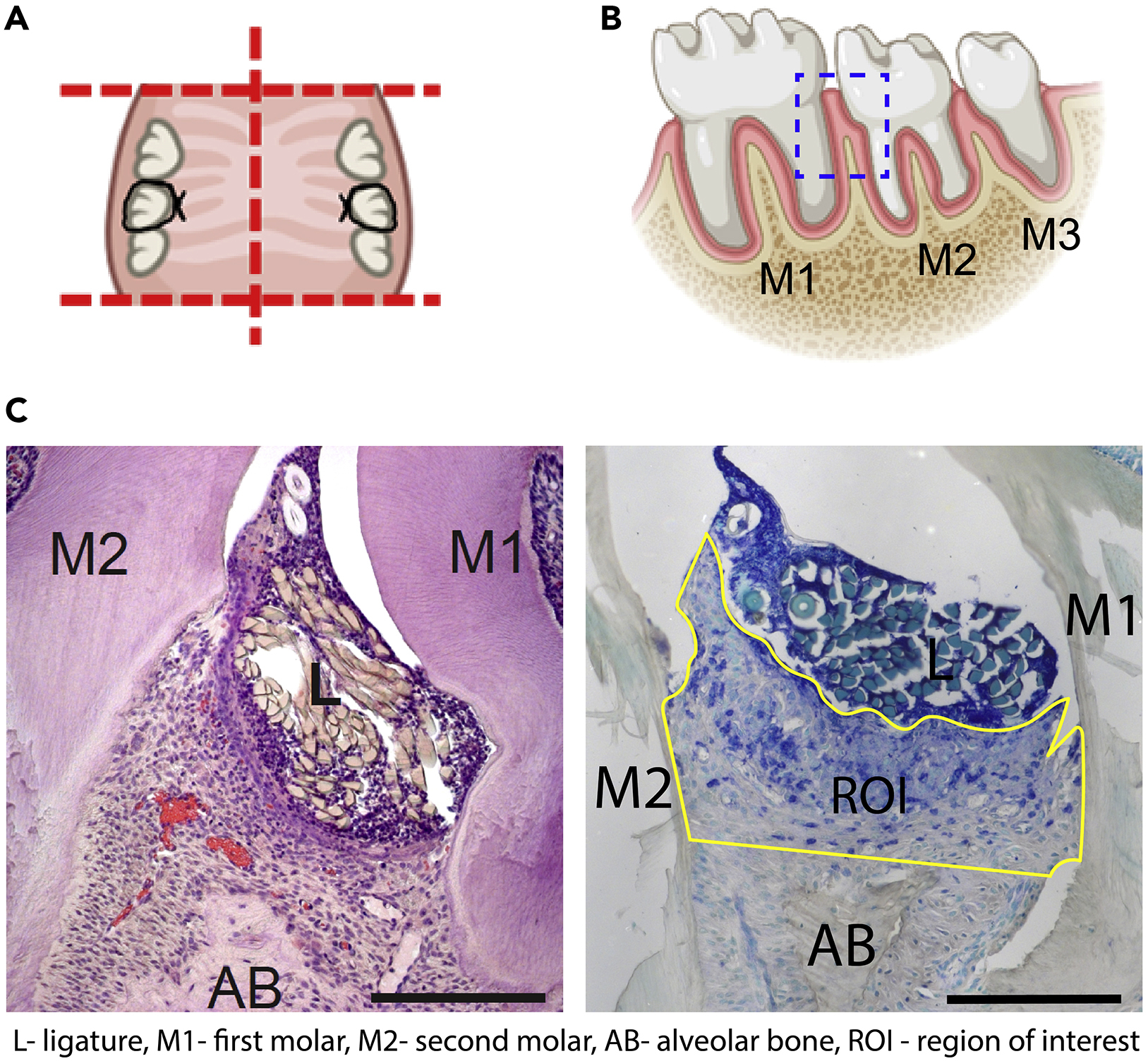Ligature-Induced Periodontitis Model at James Browning blog