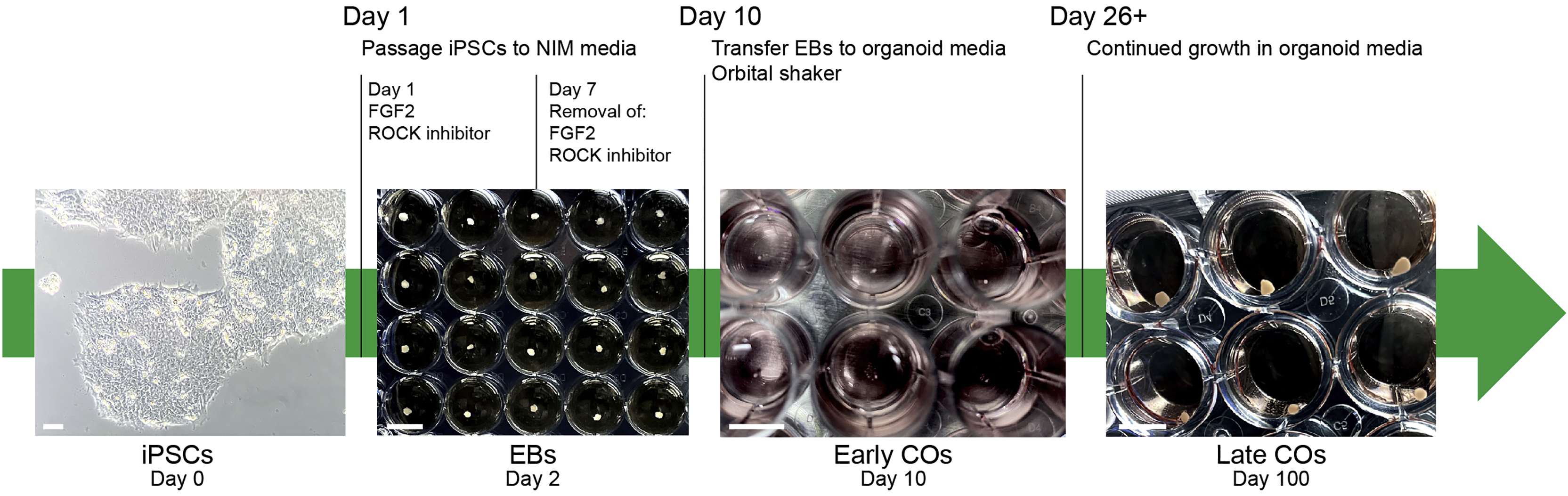 Cell Press: STAR Protocols