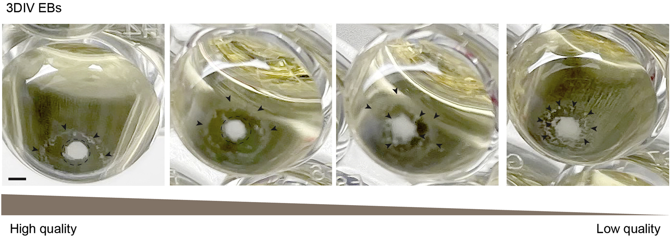 Cell Press: STAR Protocols