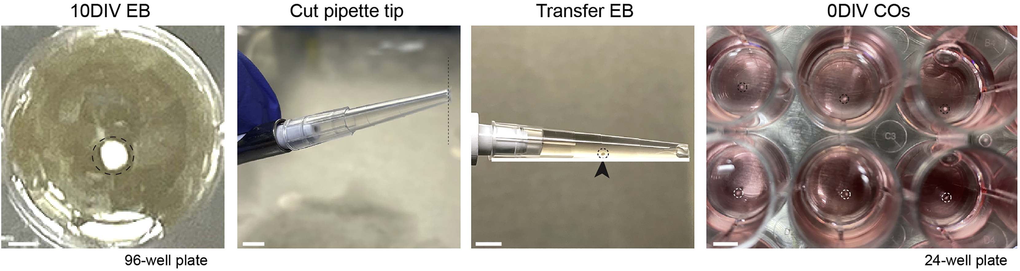 Cell Press: STAR Protocols