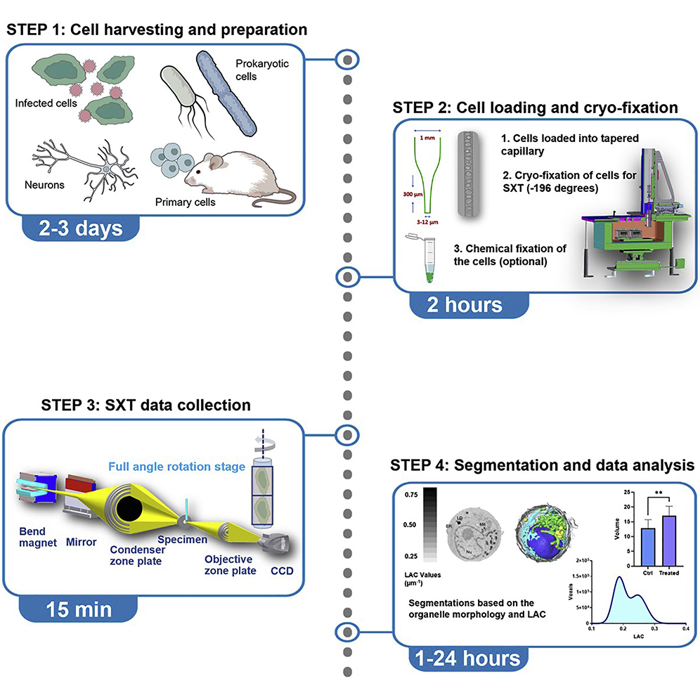Cell Press: STAR Protocols