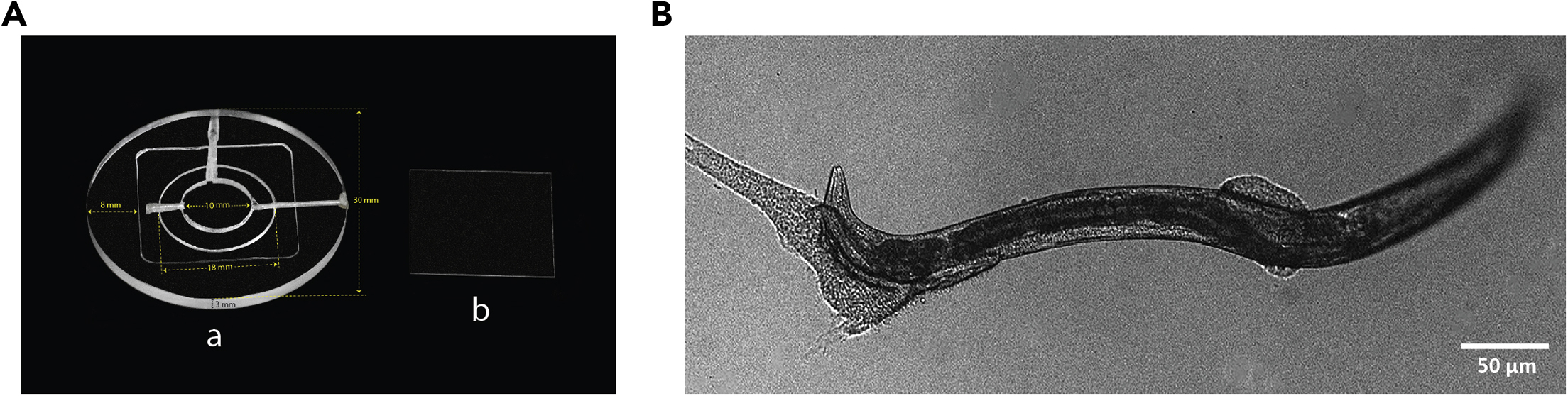 Cell Press: STAR Protocols