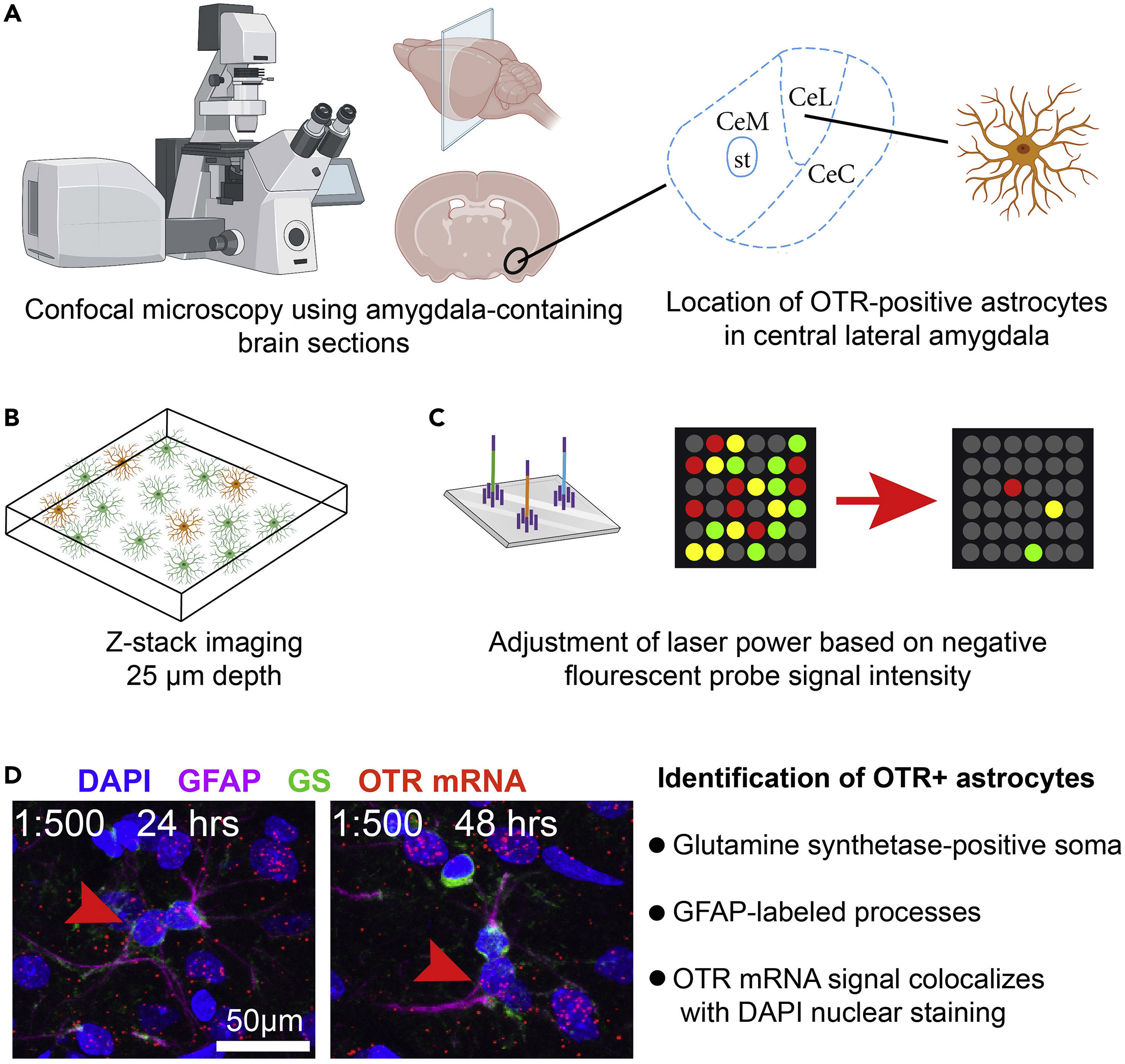 Cell Press: STAR Protocols