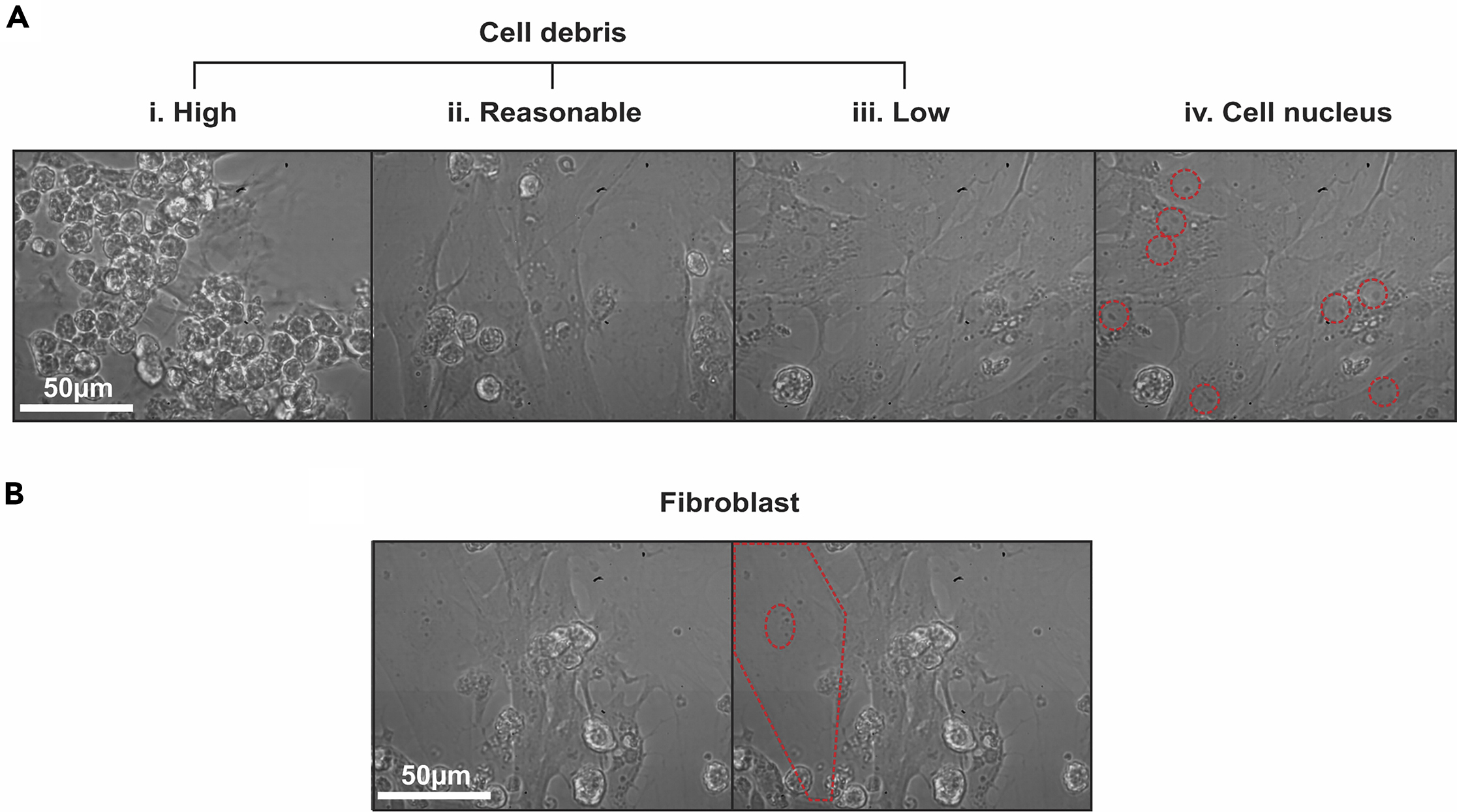 Cell Press: STAR Protocols
