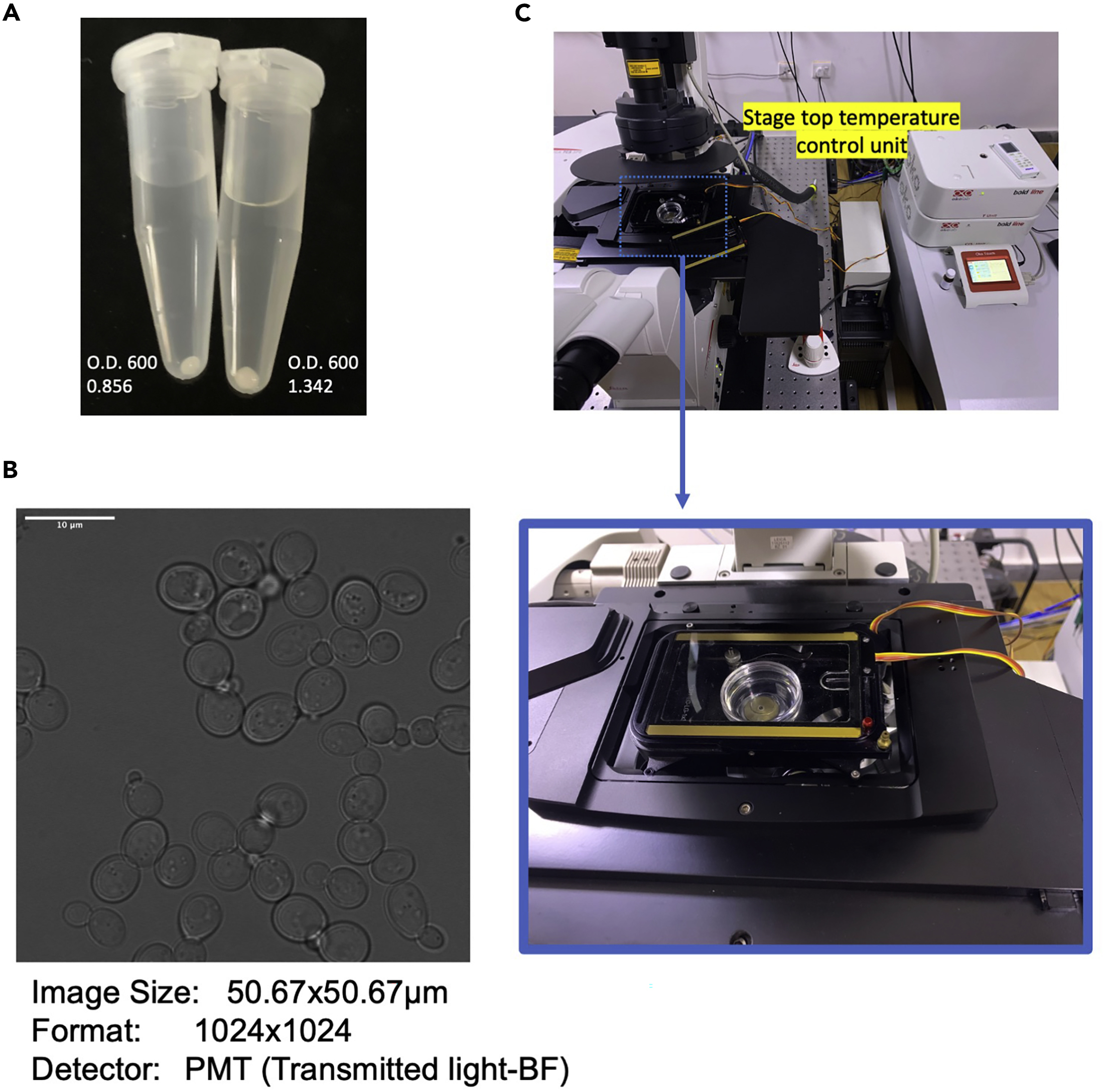 Cell Press: STAR Protocols