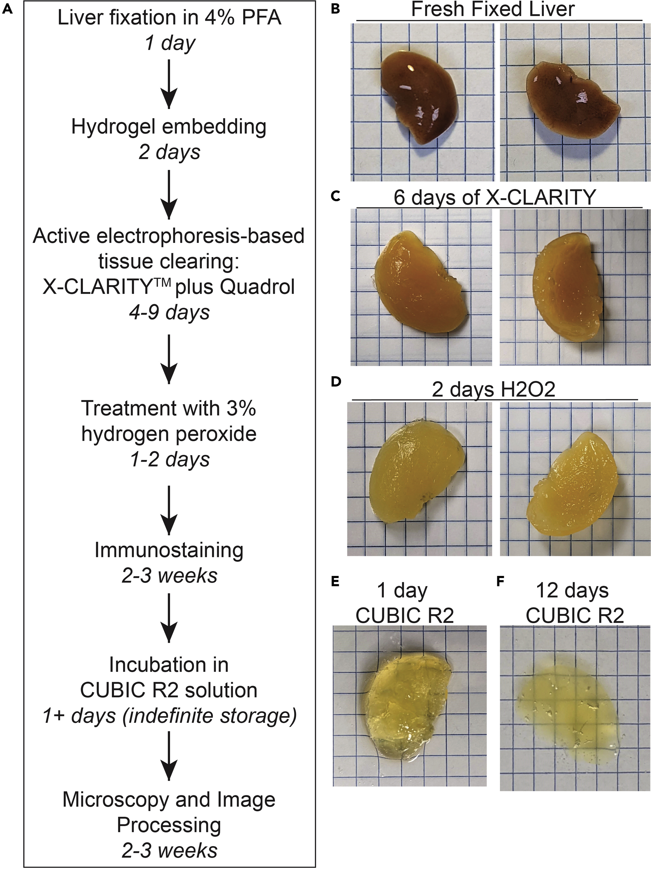 Cell Press: STAR Protocols