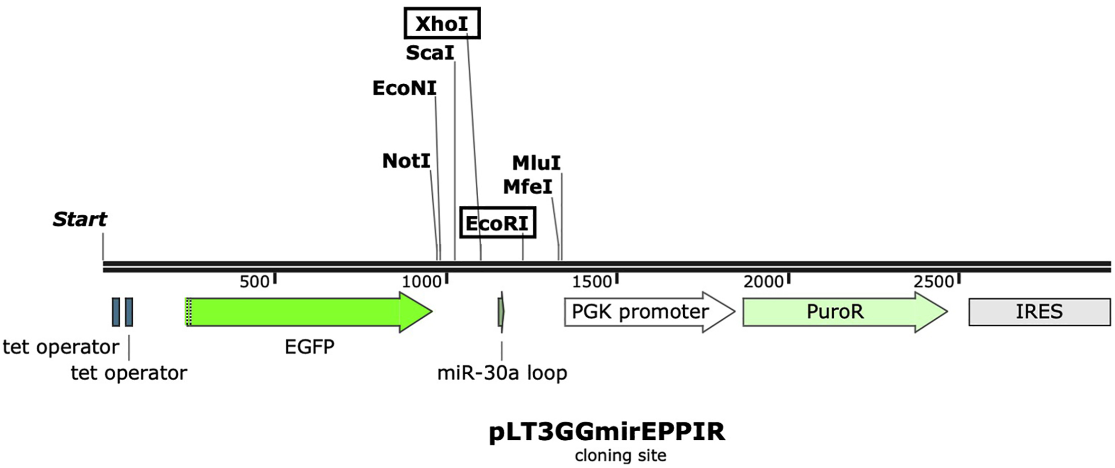 Cell Press: STAR Protocols