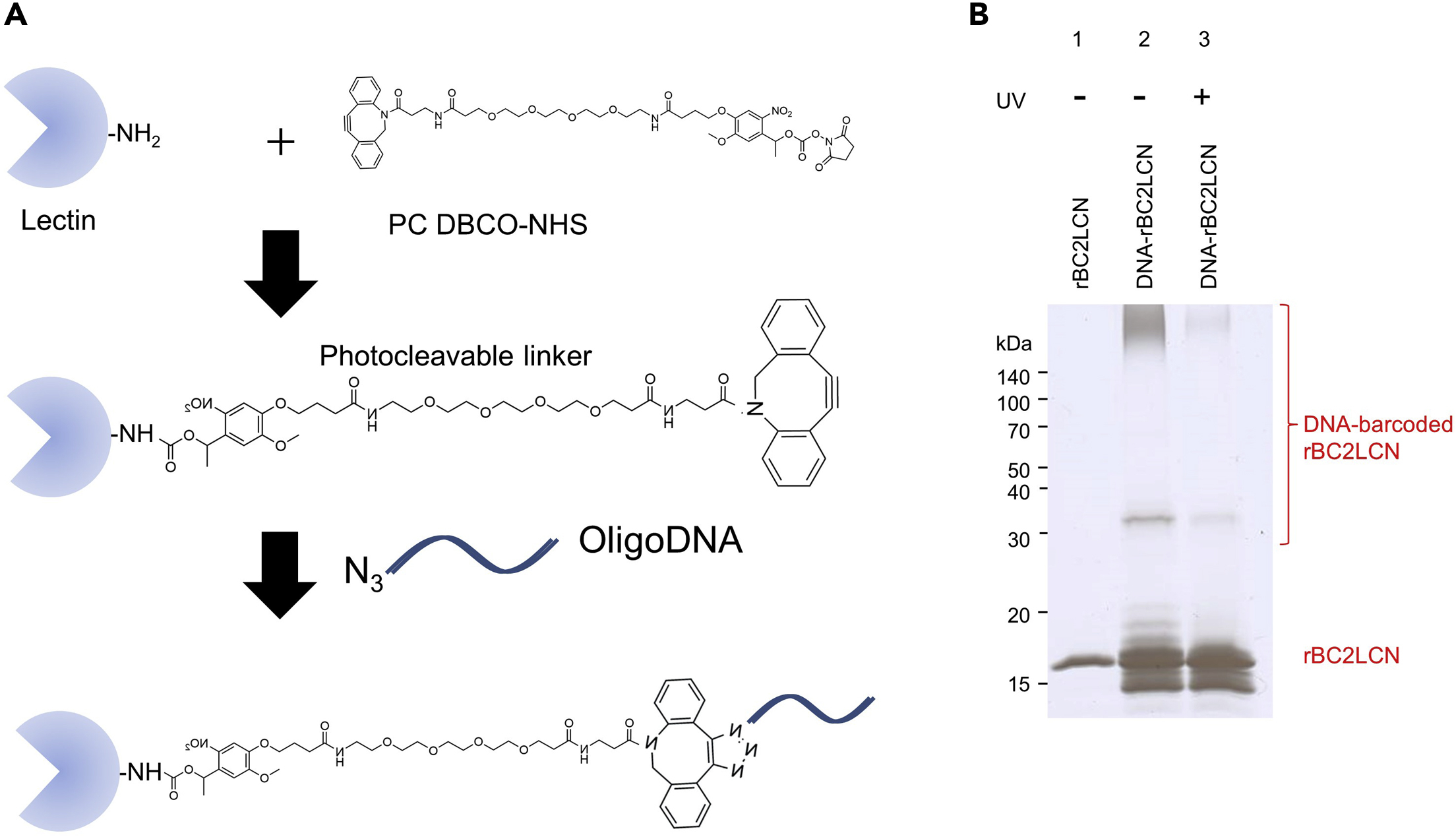 Cell Press: STAR Protocols