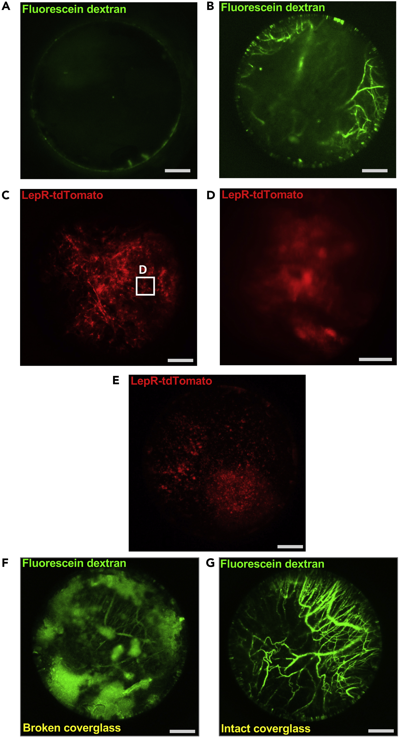 Cell Press: STAR Protocols