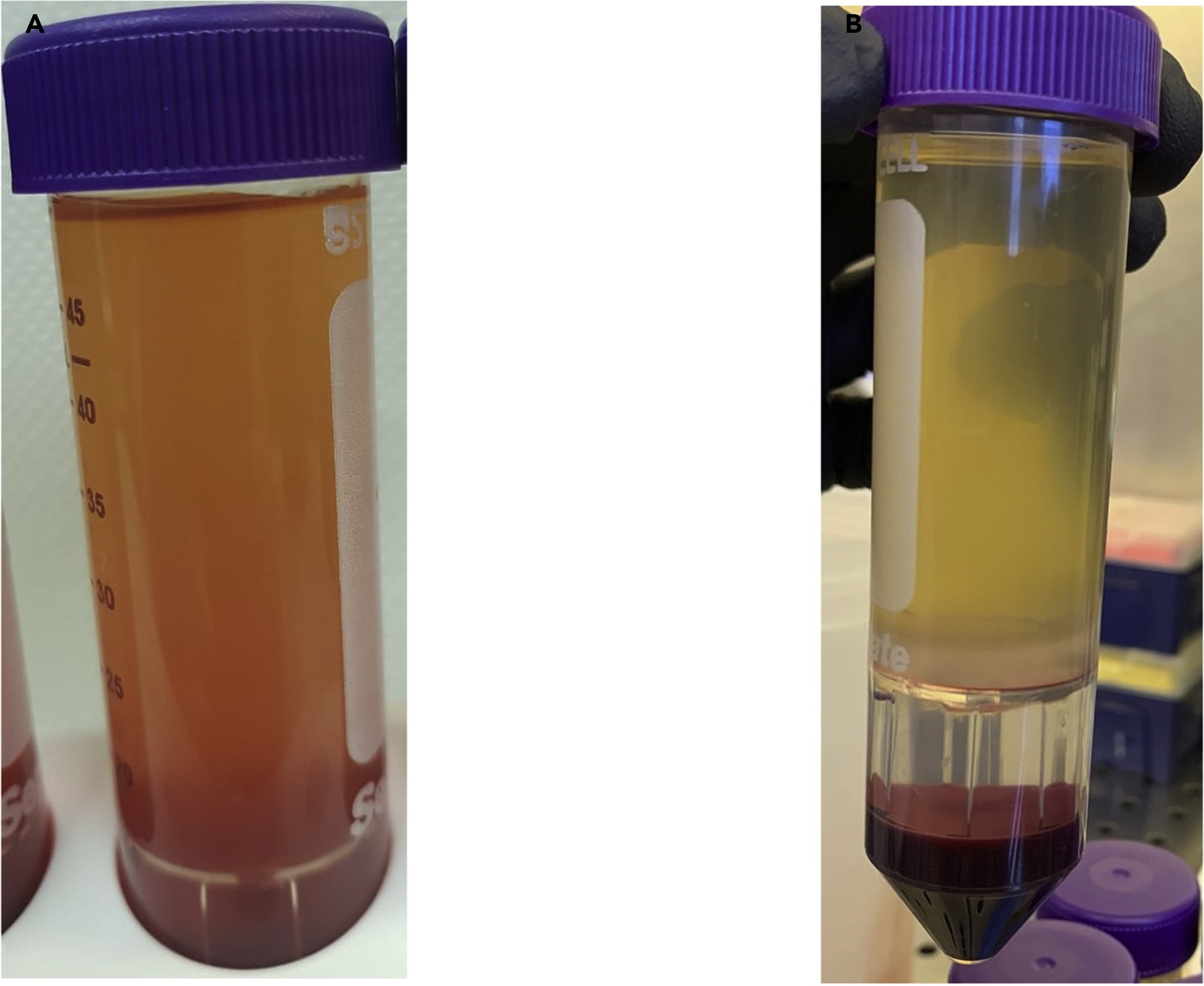 Cell Press: STAR Protocols