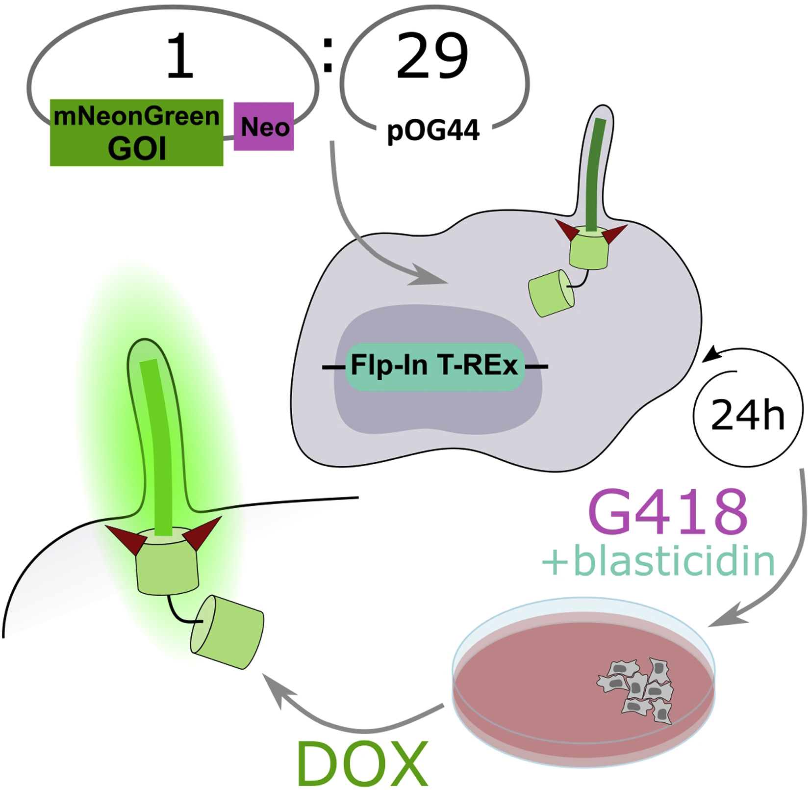 Cell Press: STAR Protocols