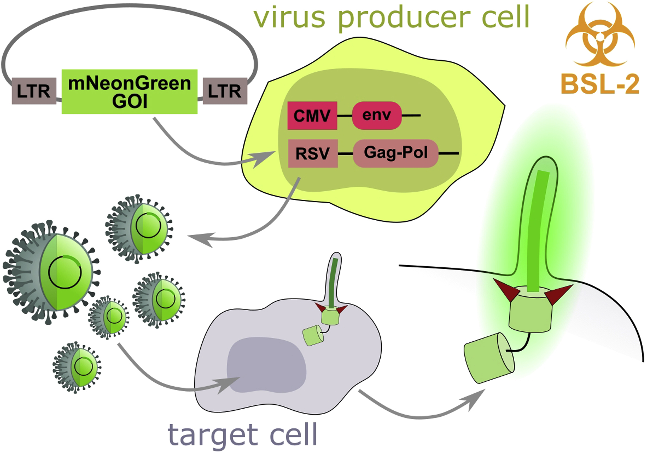 Cell Press: STAR Protocols
