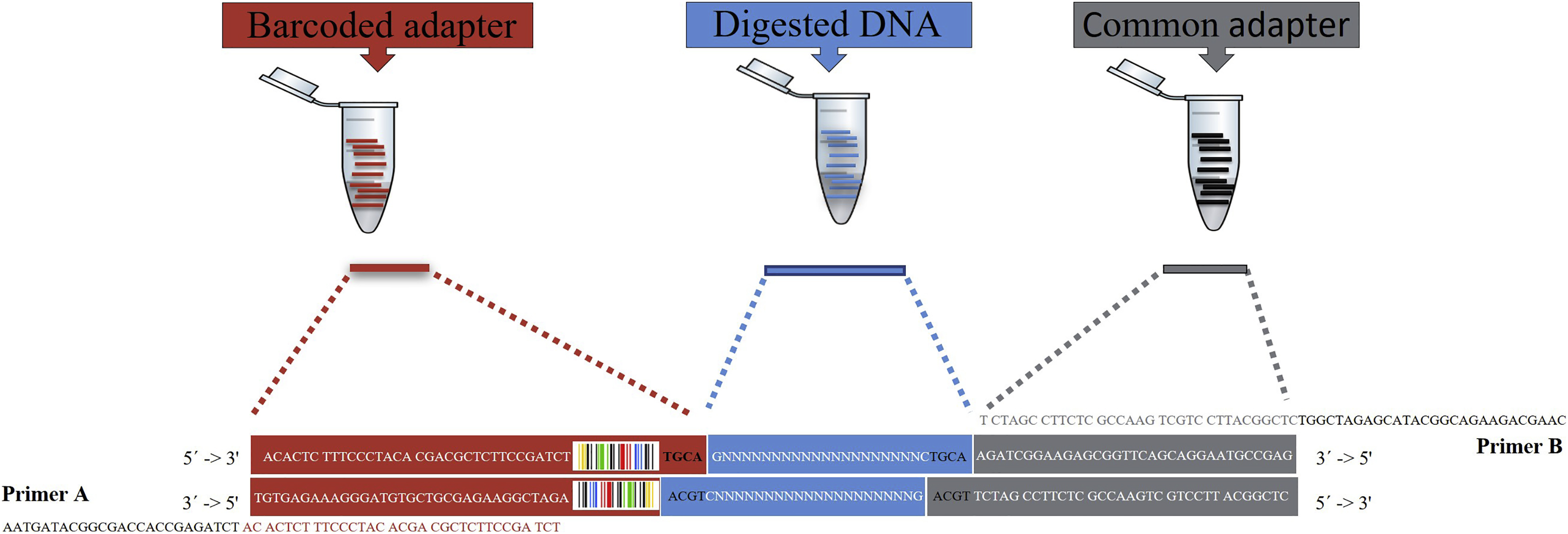 Cell Press: STAR Protocols