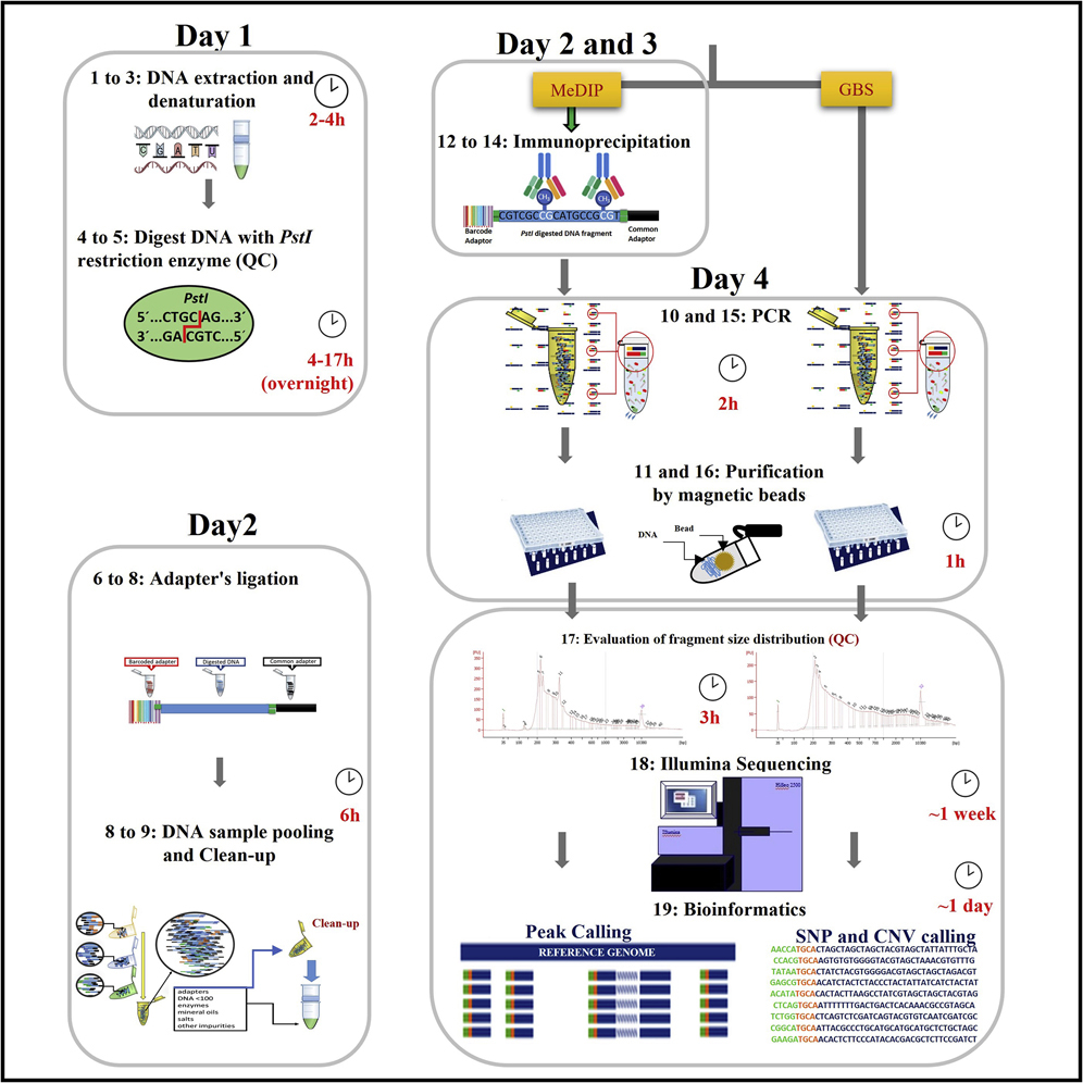 Cell Press: STAR Protocols