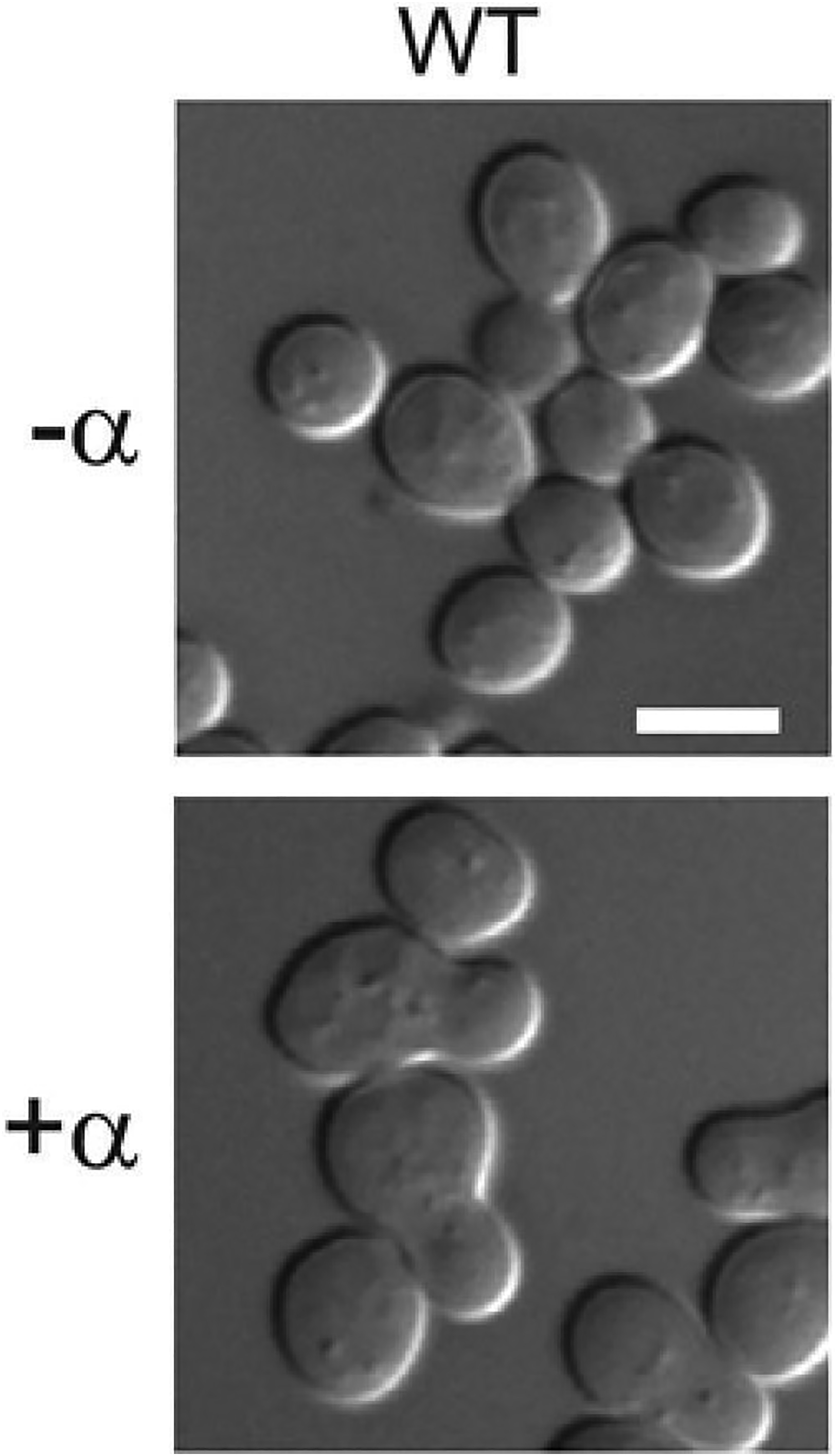 Cell Press: STAR Protocols