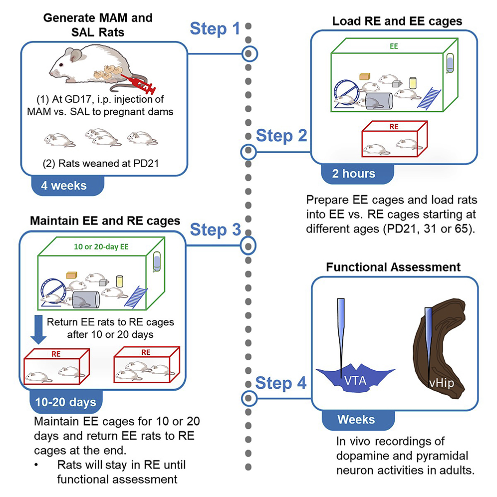 Cell Press: STAR Protocols
