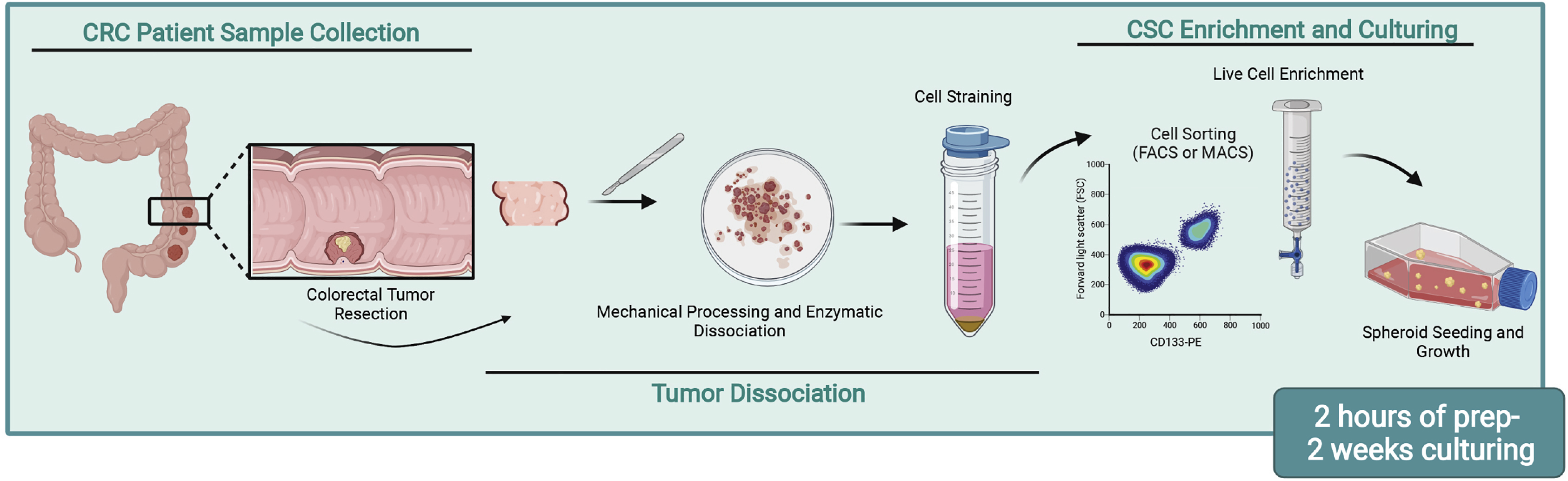 Cell Press: STAR Protocols