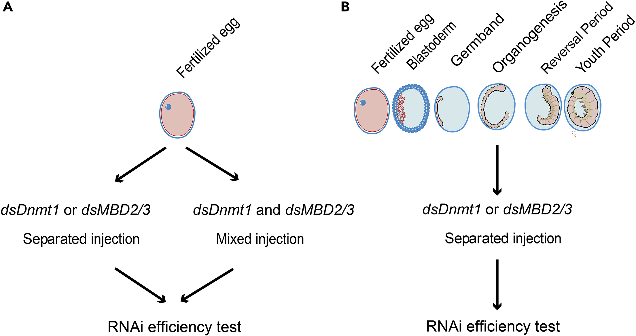 Cell Press: STAR Protocols