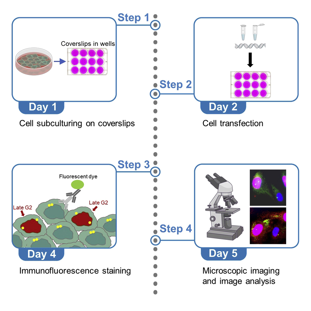 Cell Press: STAR Protocols