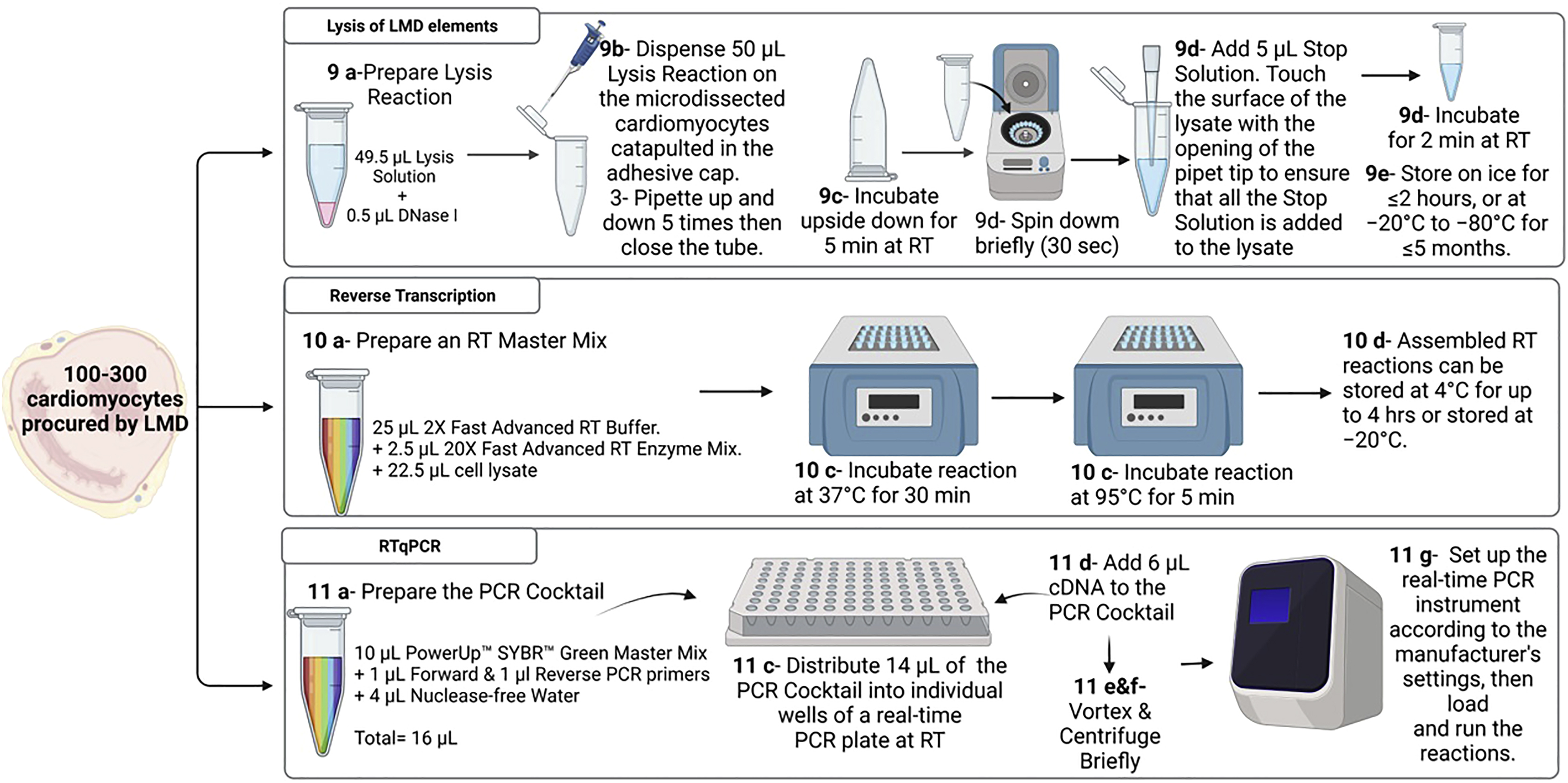 Cell Press: STAR Protocols