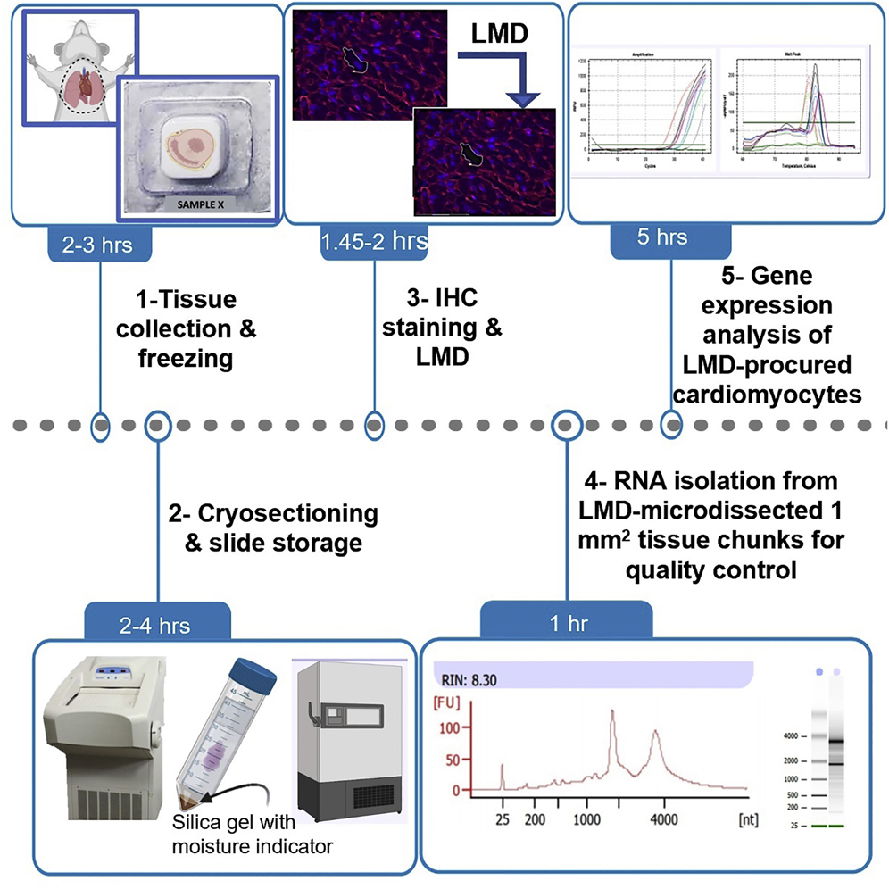 Cell Press: STAR Protocols
