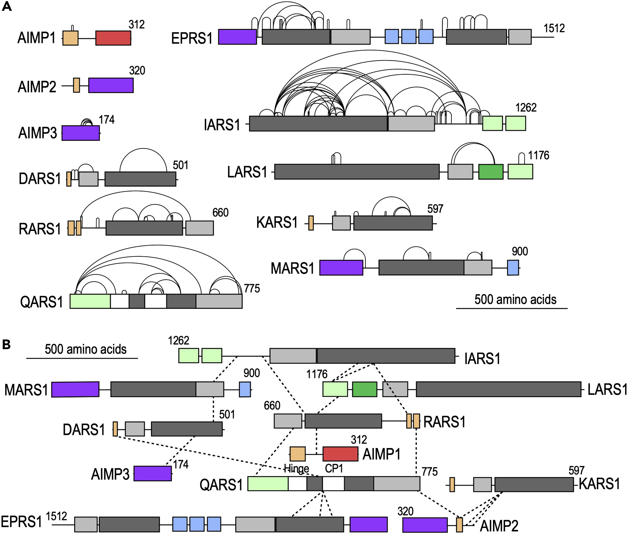 Cell Press: STAR Protocols
