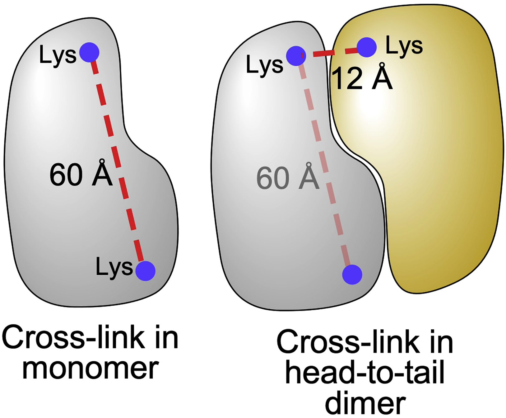 Cell Press: STAR Protocols