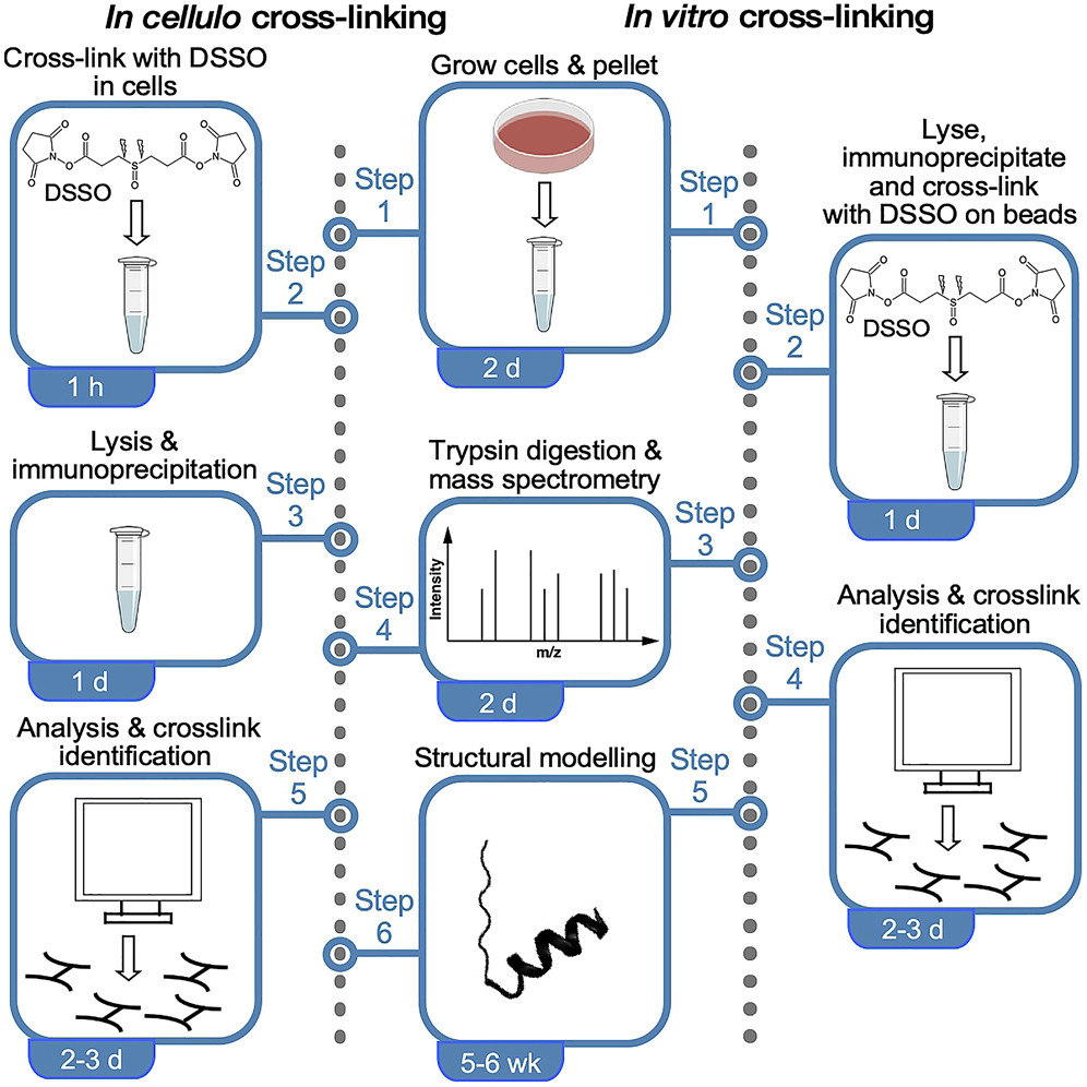 Cell Press: STAR Protocols